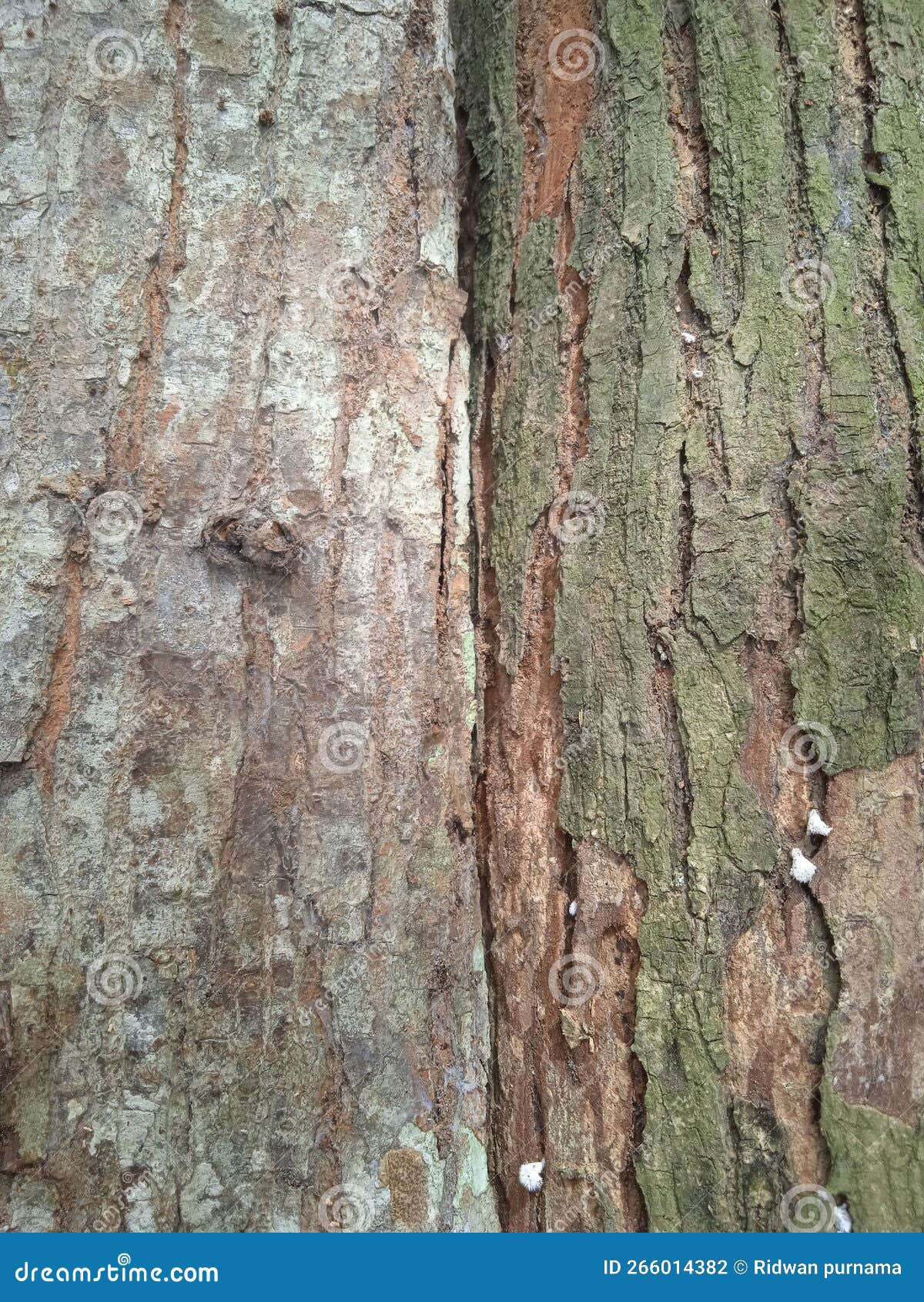 Mahogany Bark As Plantation Waste that Has Not Been Utilized Stock ...