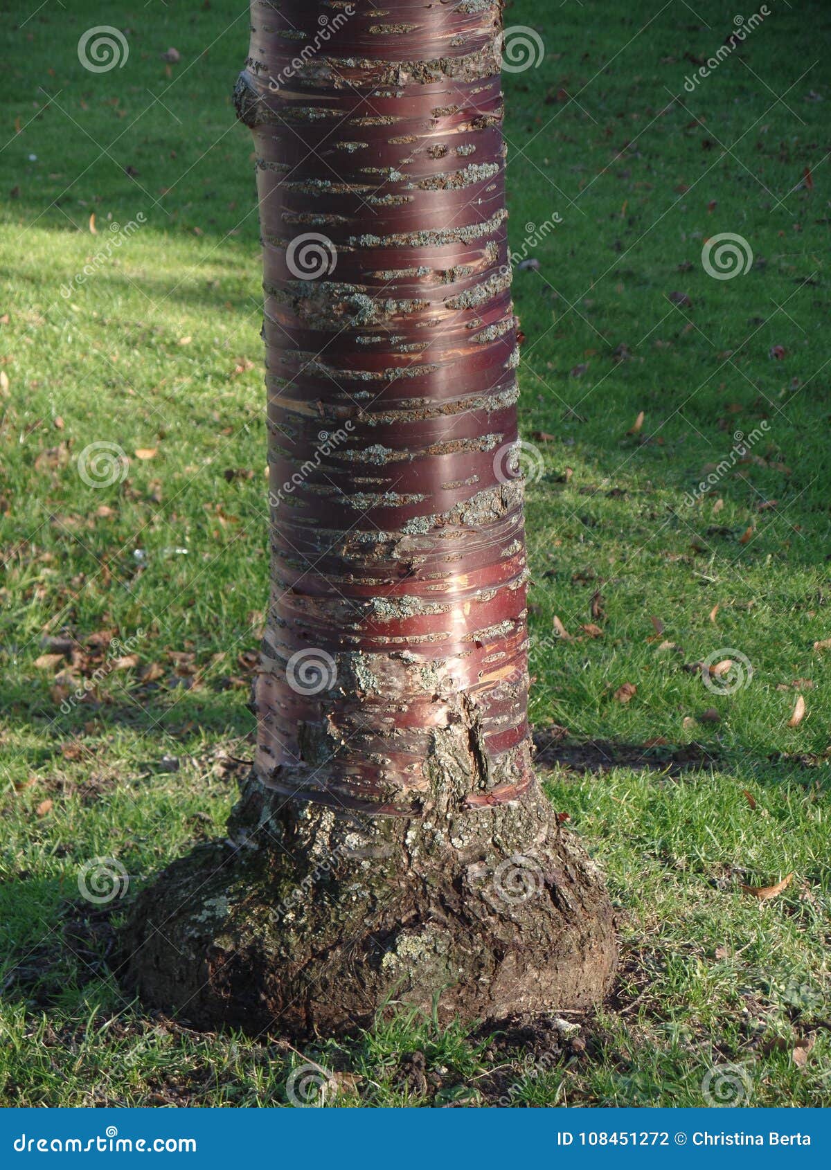 Mahogany Cherry Coloured Tree Trunk Stock Photo - Image of natural ...