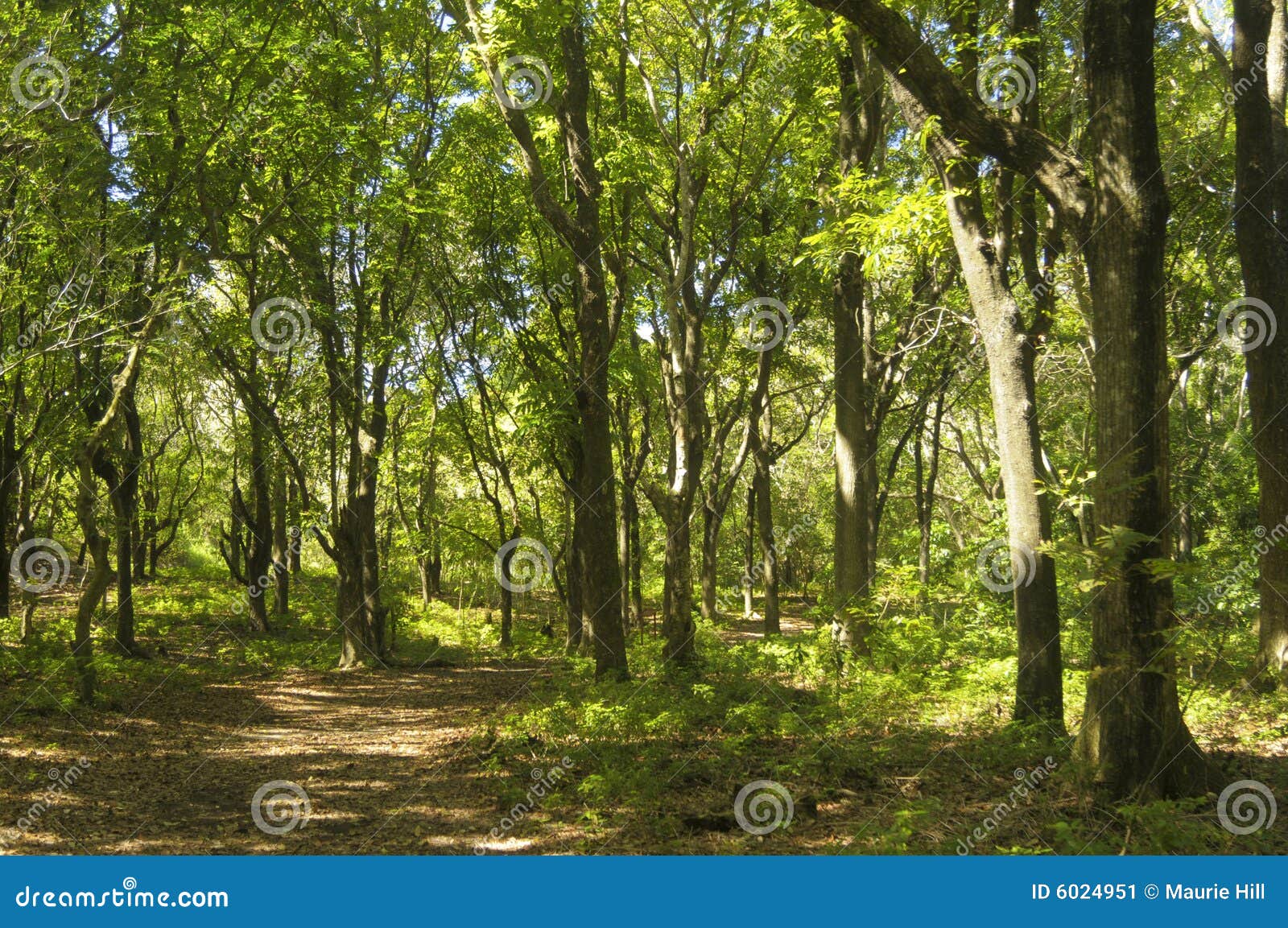 Mahogany Forest stock image. Image of pasifika, fiji, sigatoka - 6024951
