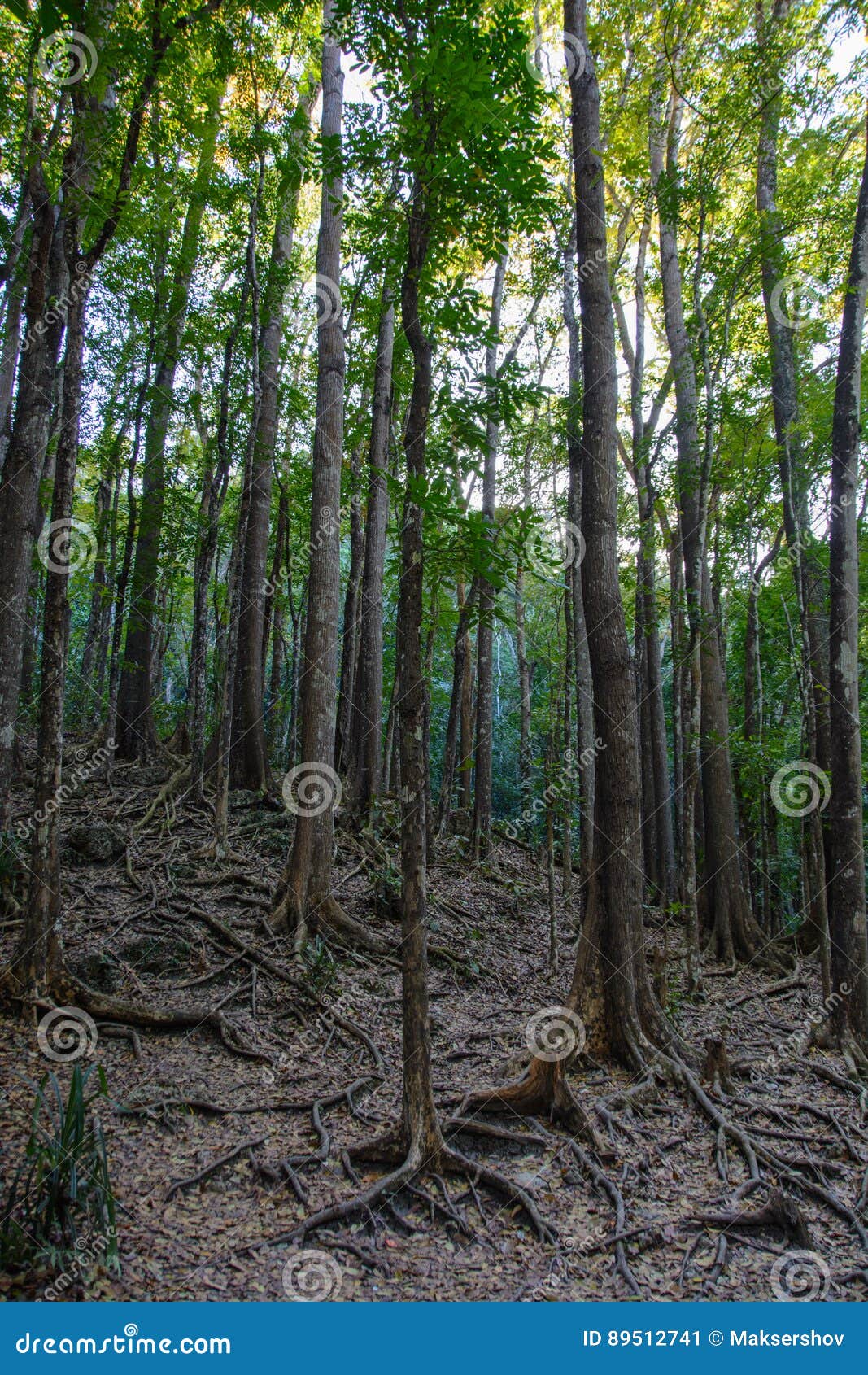 Mahogany Forest on the Bohol Island, Philippines Stock Image - Image of ...