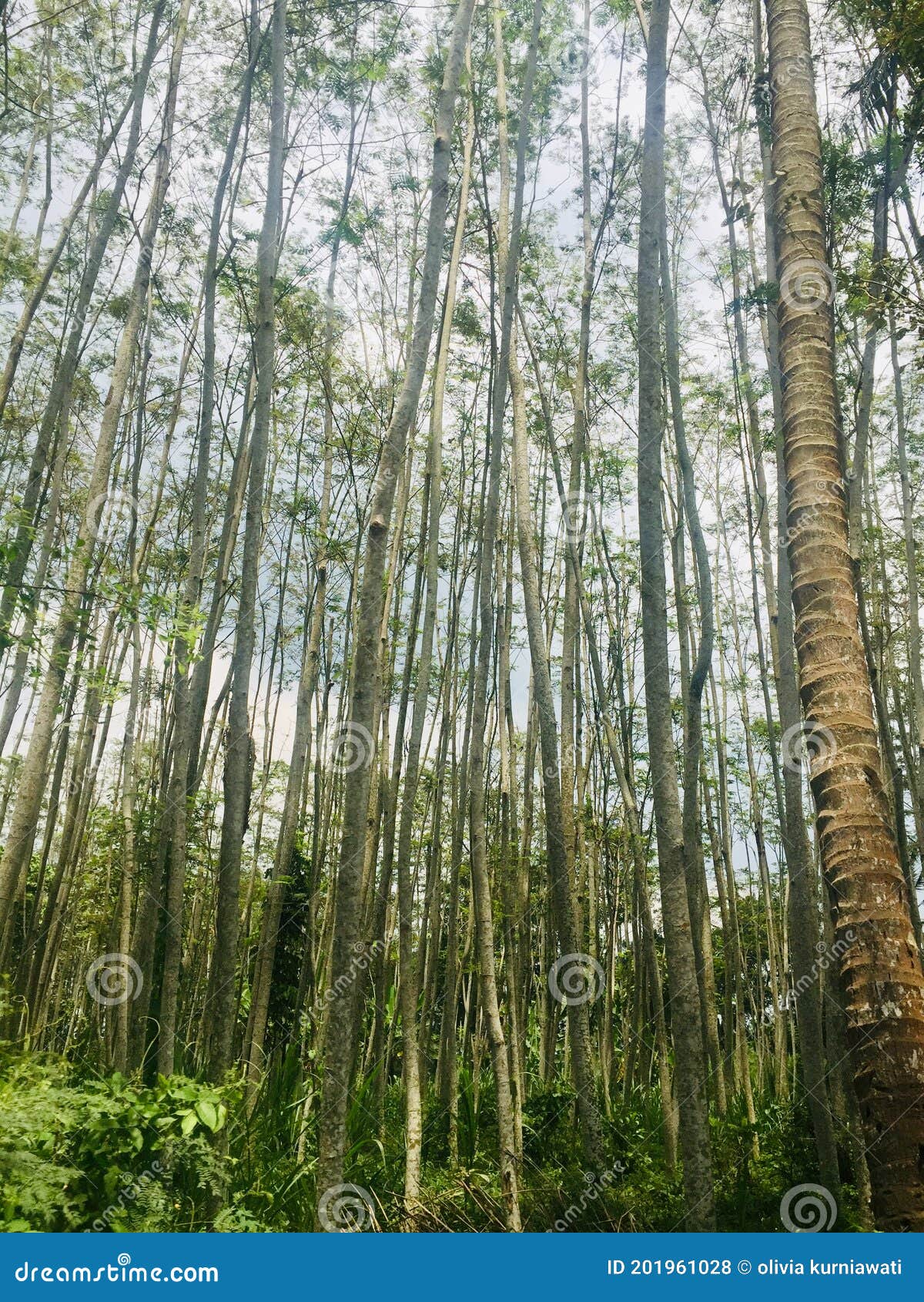 Mahogany forest stock photo. Image of forest, beautiful - 201961028