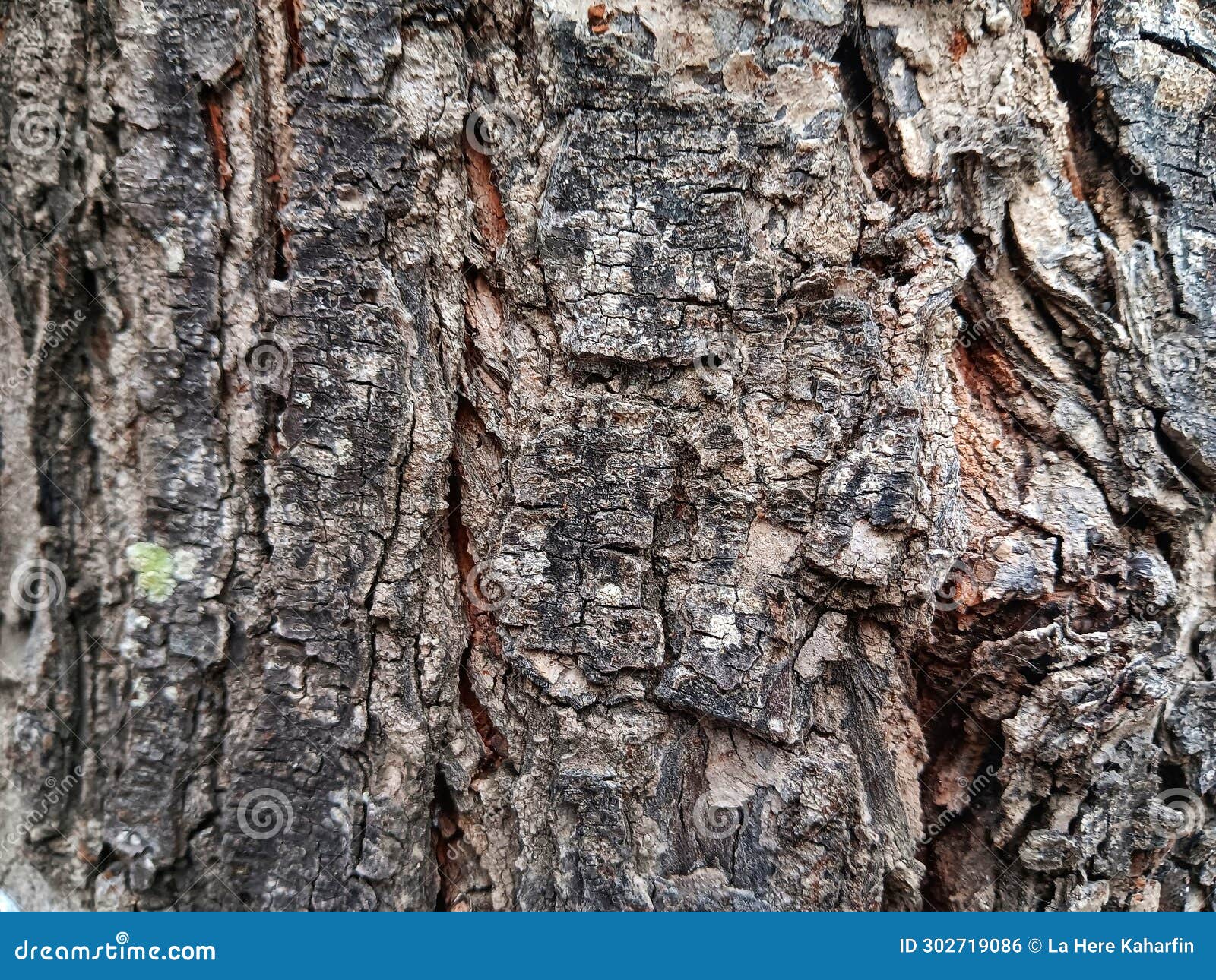 Bark Surface Texture Stock Image | CartoonDealer.com #115354699