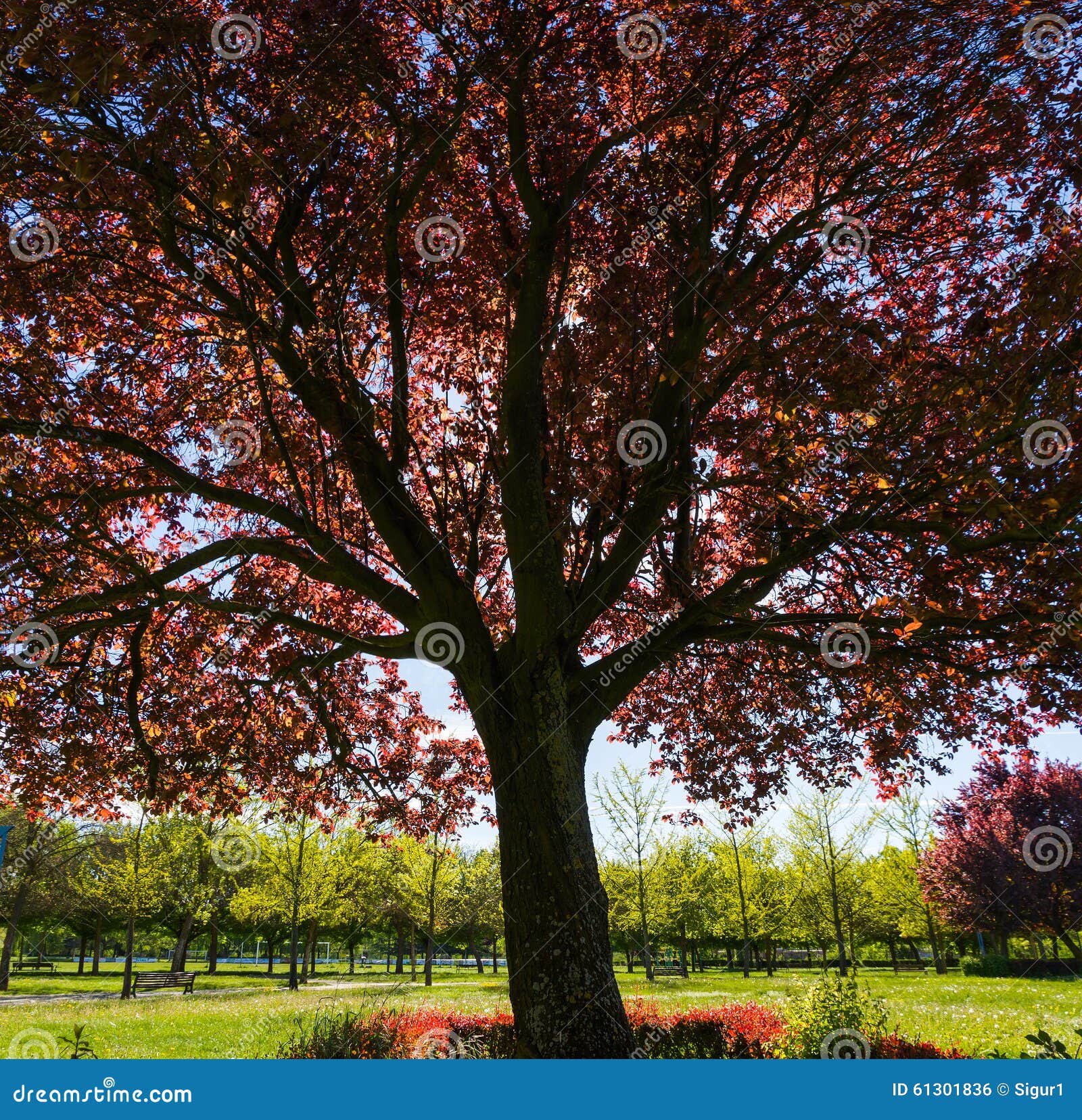 Mahogany Tree Colored Red or Plum Prunus Stock Photo - Image of nature ...
