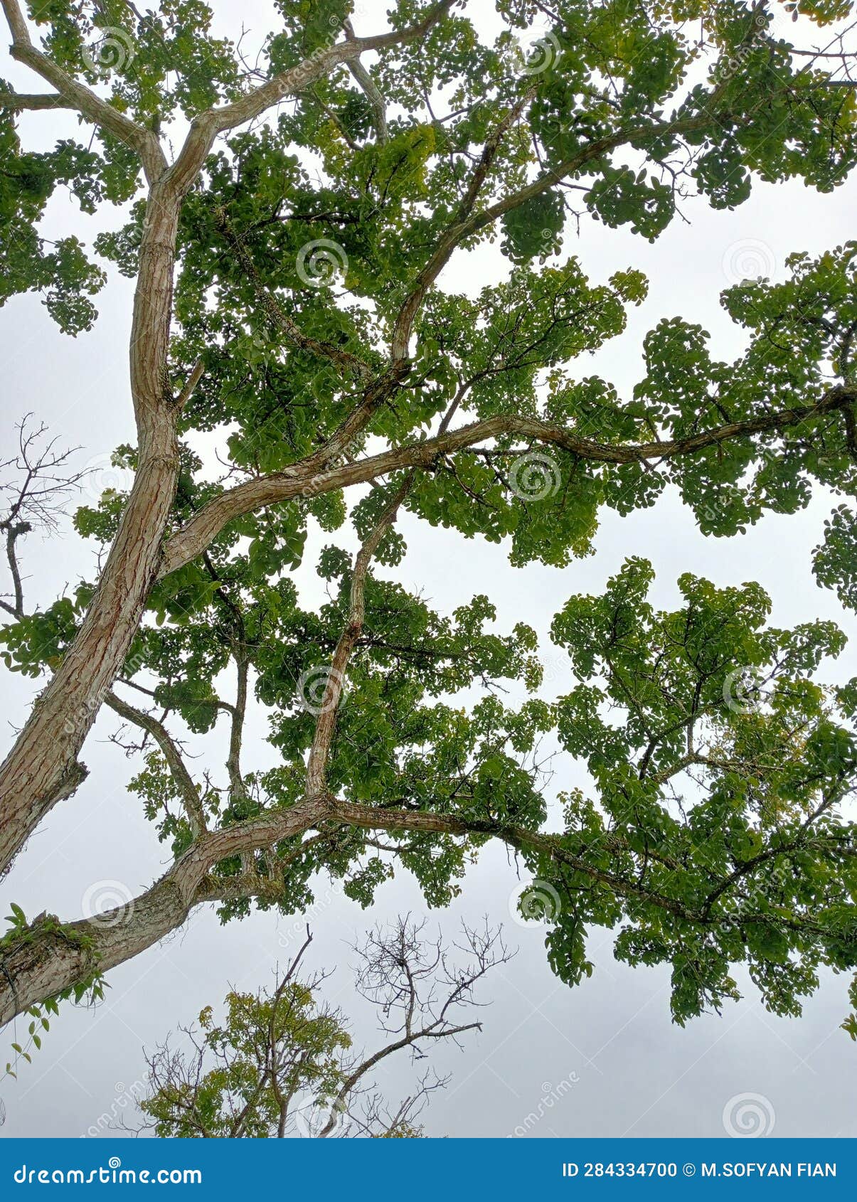 Mahogany Tree on the Edge of a Rural Road Stock Photo - Image of ...