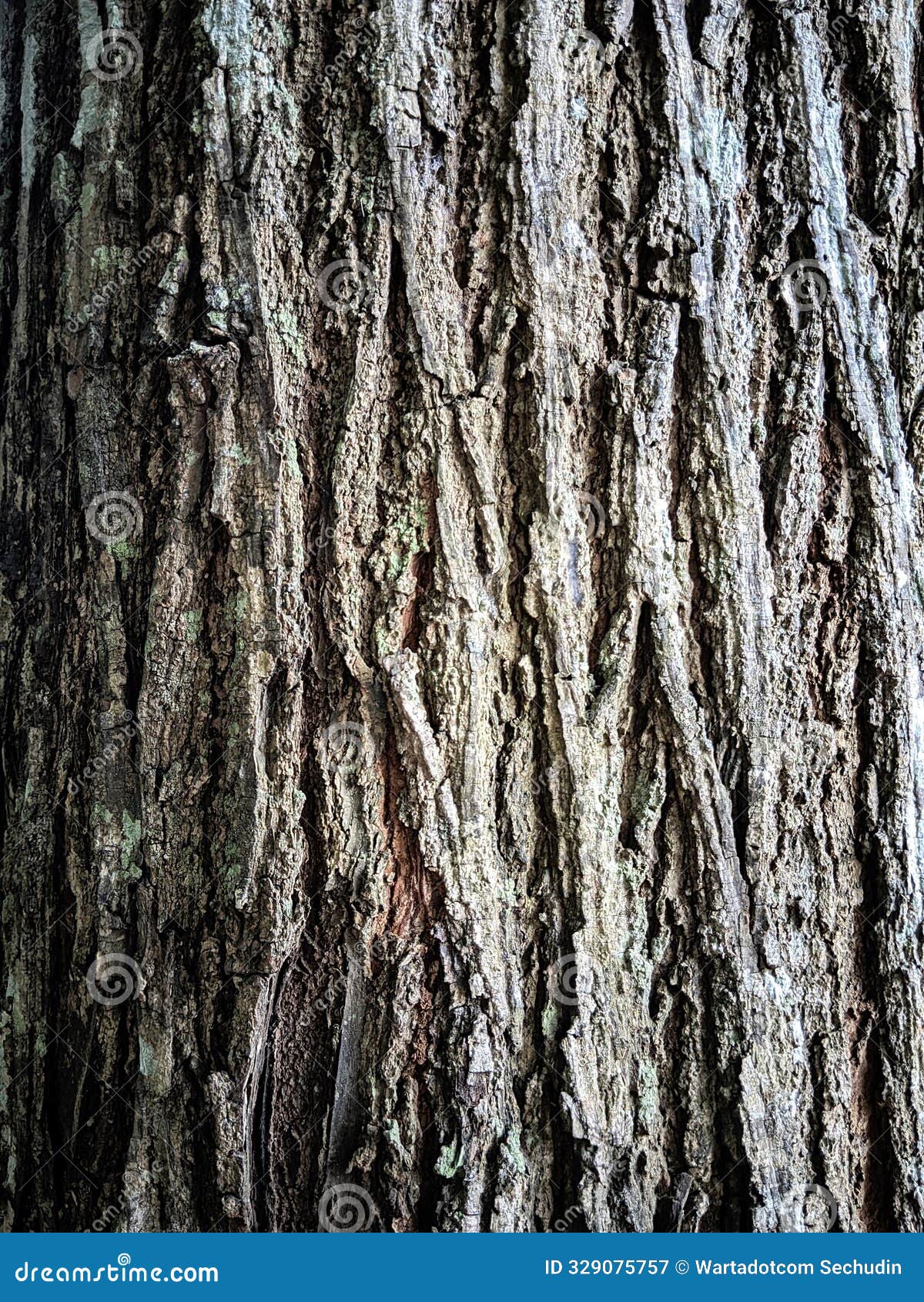 Mahogany Tree Fiber from the Indonesian Archipelago 2 Stock Image ...