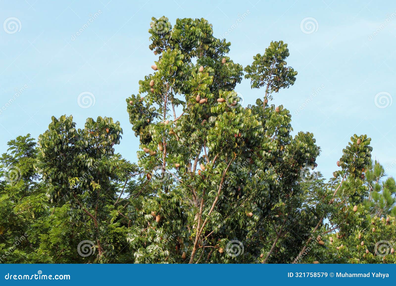 The Mahogany Tree Has Borne Fruit Stock Image - Image of mahogany ...