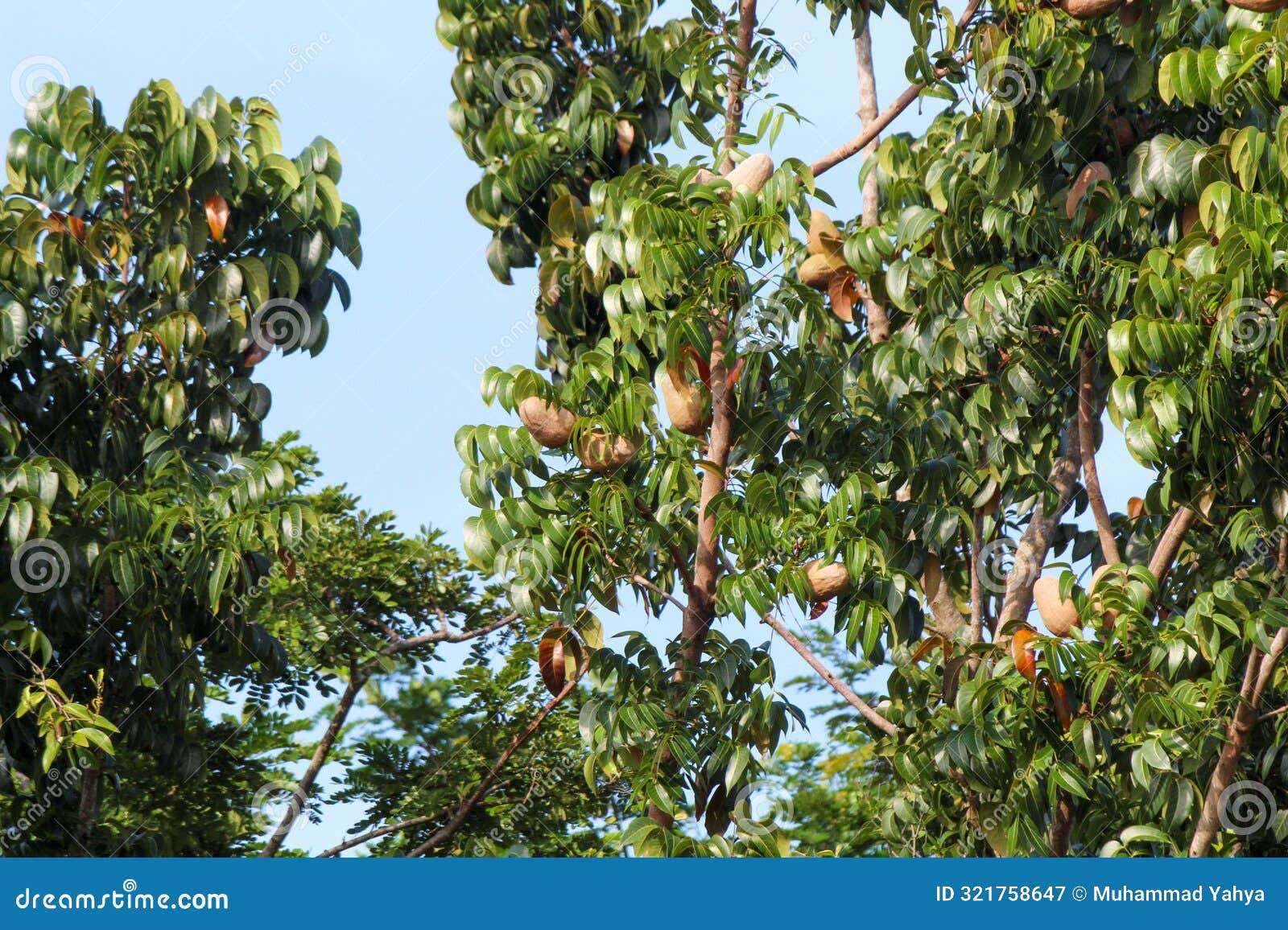 The Mahogany Tree Has Borne Fruit Stock Image - Image of berry ...