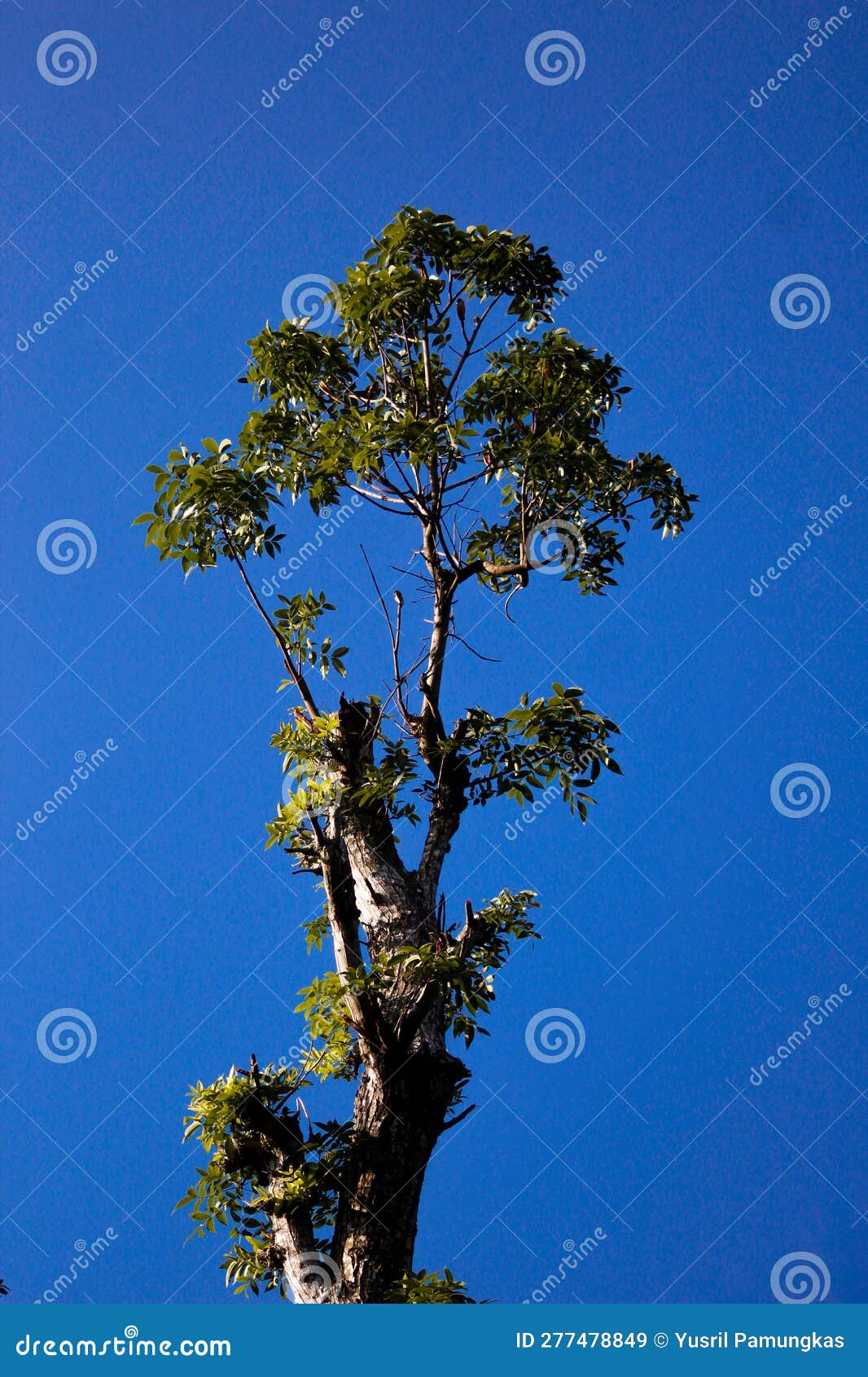 Mahogany Tree that Has Few Branches Stock Image - Image of nature, tree ...