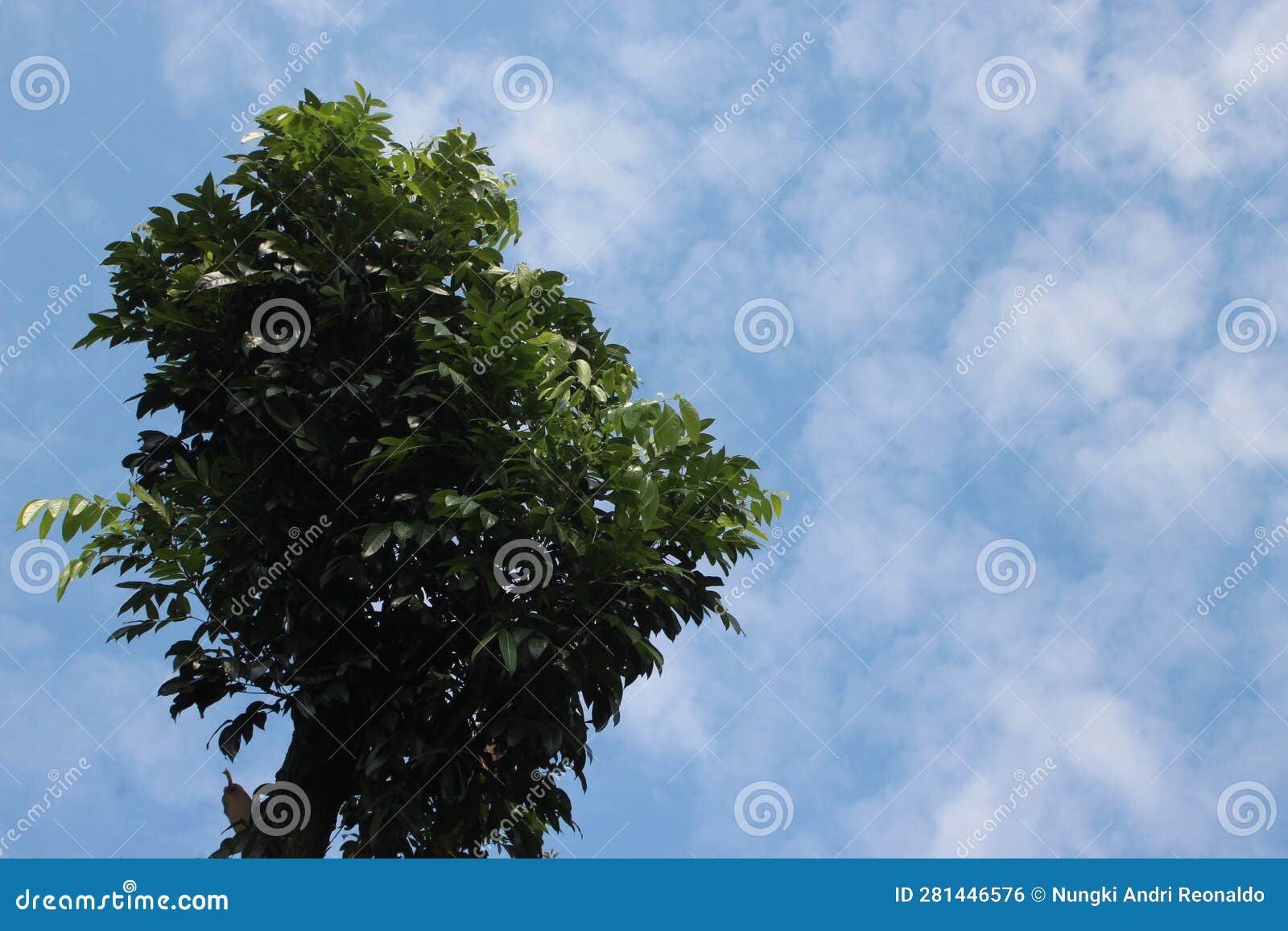 A Mahogany Tree that Has Matured and Has Many Leaves Stock Photo ...