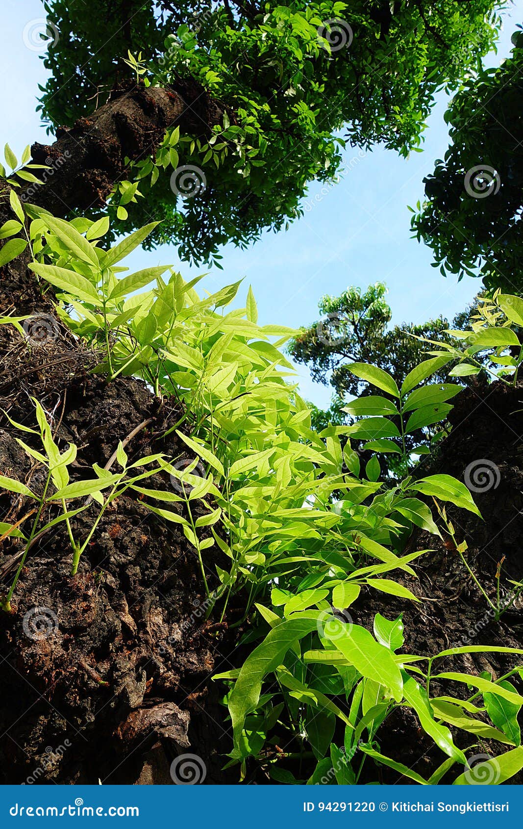 Mahogany tree leaf green stock photo. Image of herbal - 94291220