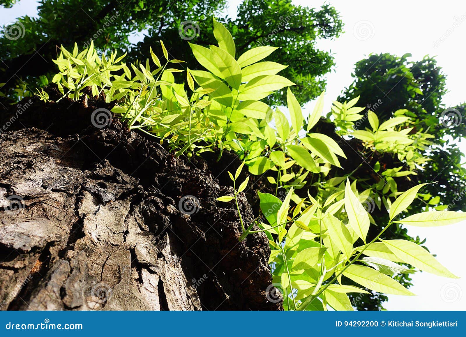 Mahogany tree leaf green stock photo. Image of indica - 94292200