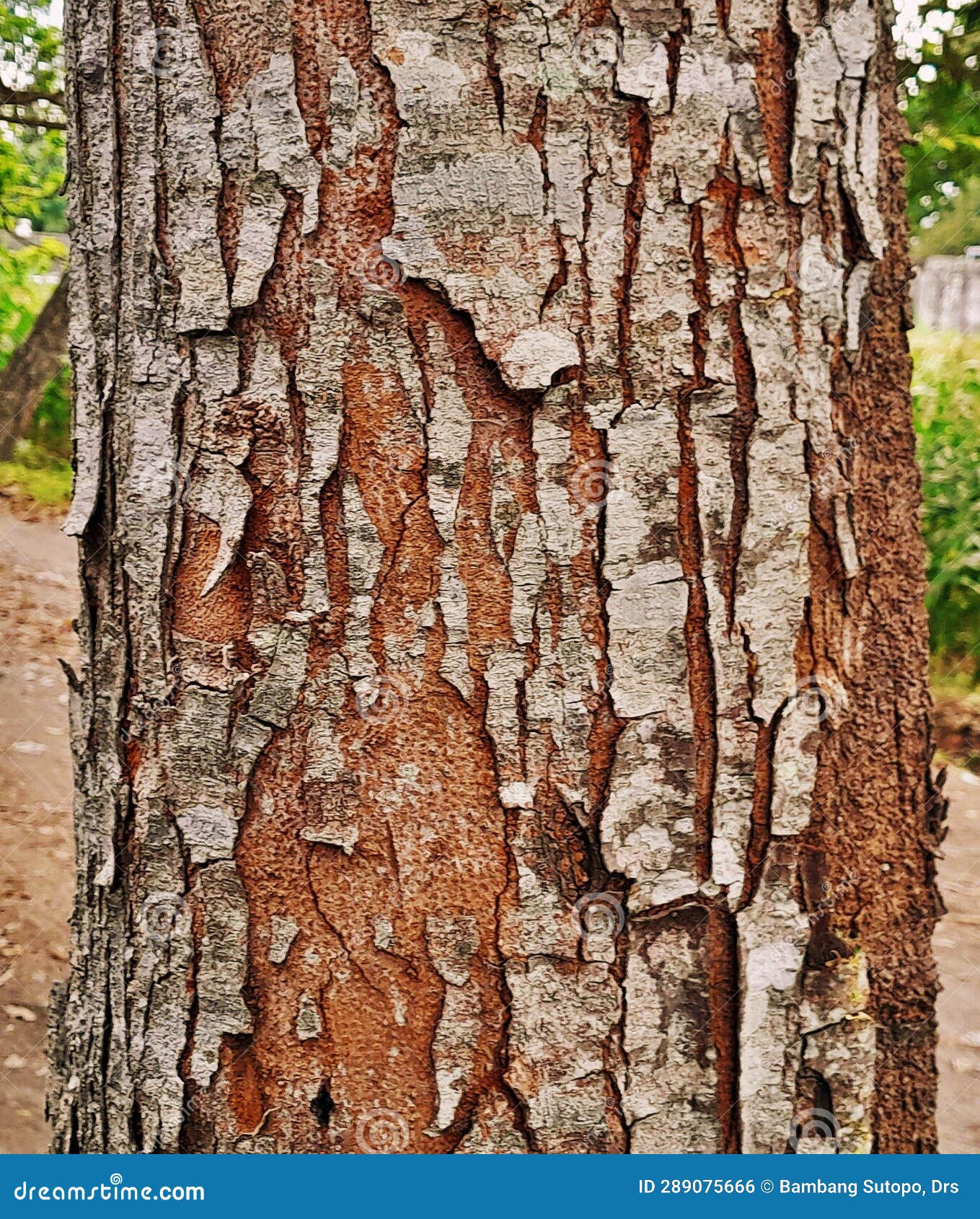 Mahogany Tree Trunk stock photo. Image of tree, rough - 289075666
