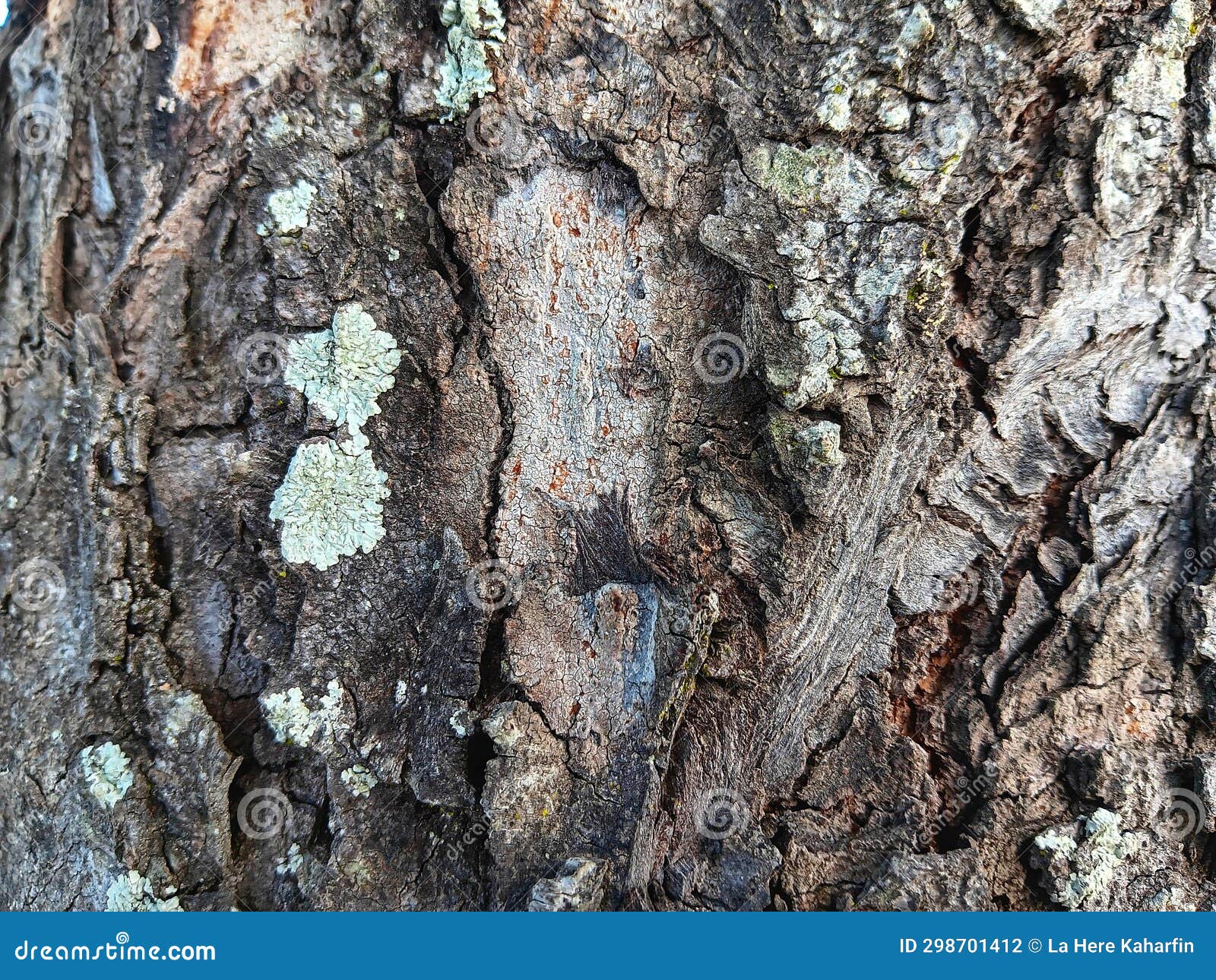 Mahogany Tree Trunk Surface Texture Stock Photo - Image of brown ...