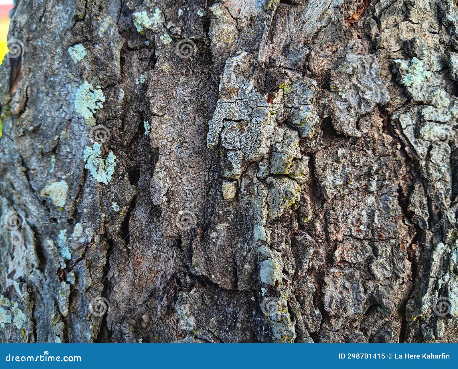 Mahogany Tree Trunk Surface Texture Stock Image - Image of growth ...