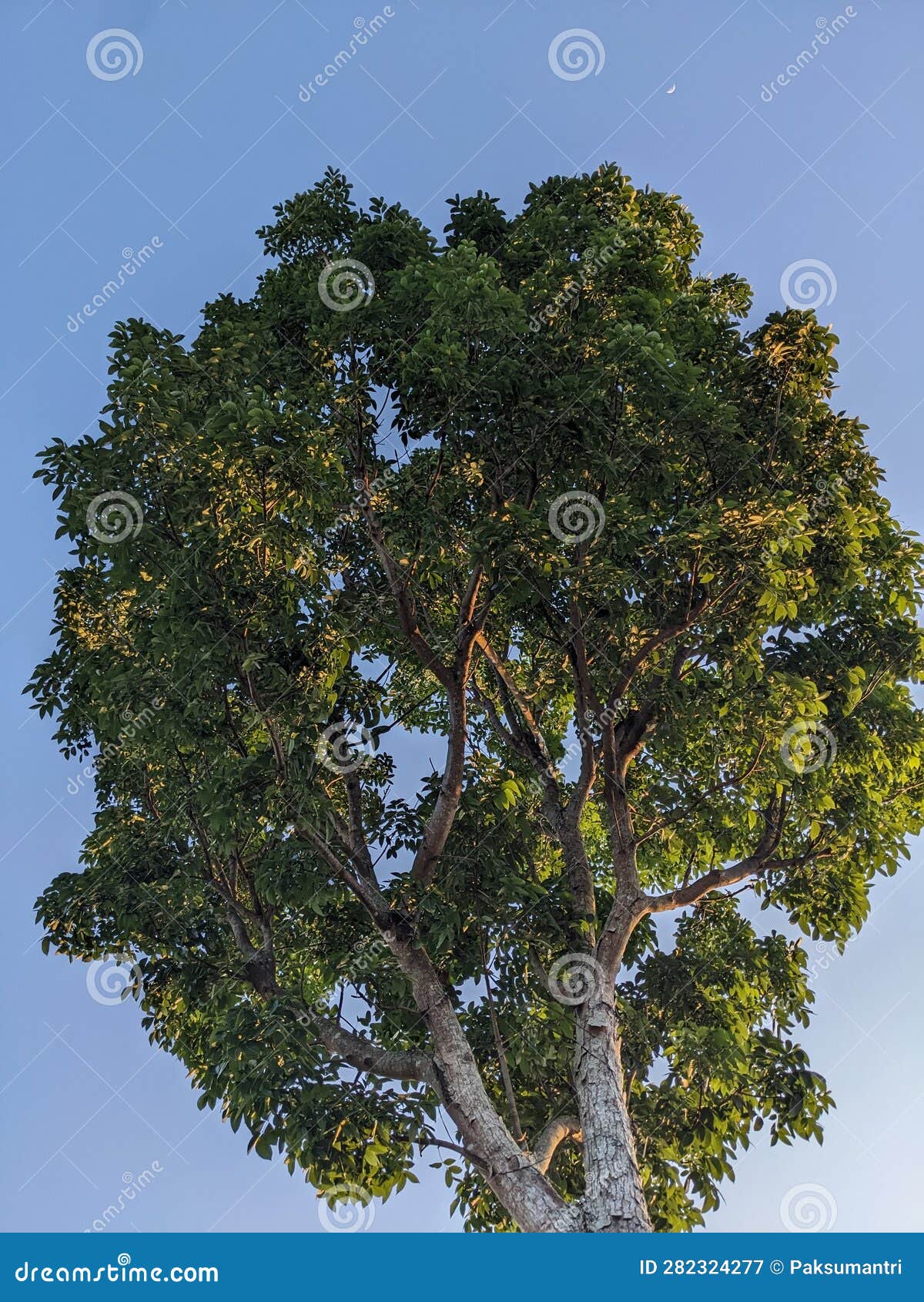 Mahogany Trees in the Afternoon Stock Image - Image of mahogany ...