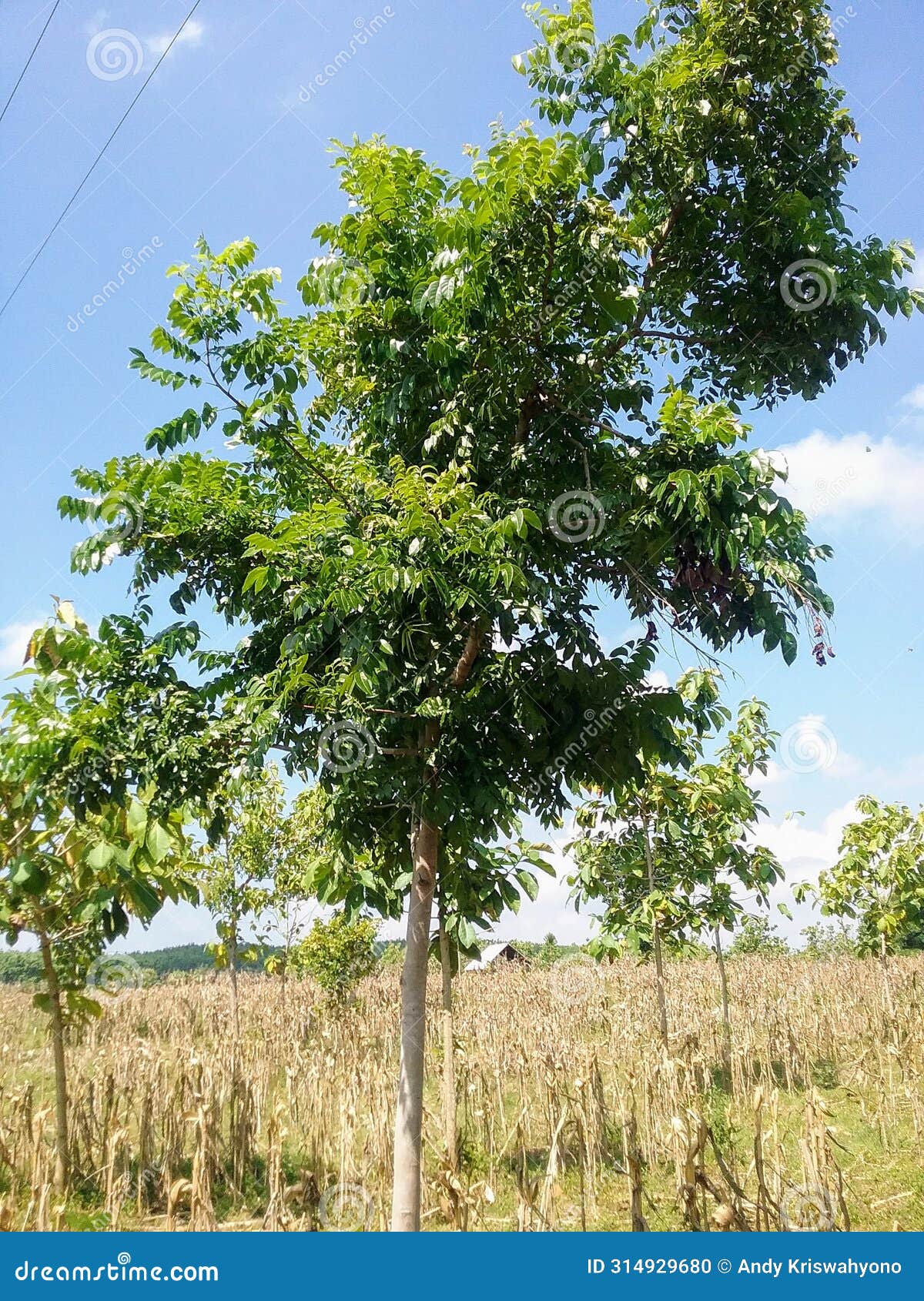 Mahogany Trees with a Background of Harvested Corn Fields and Several ...
