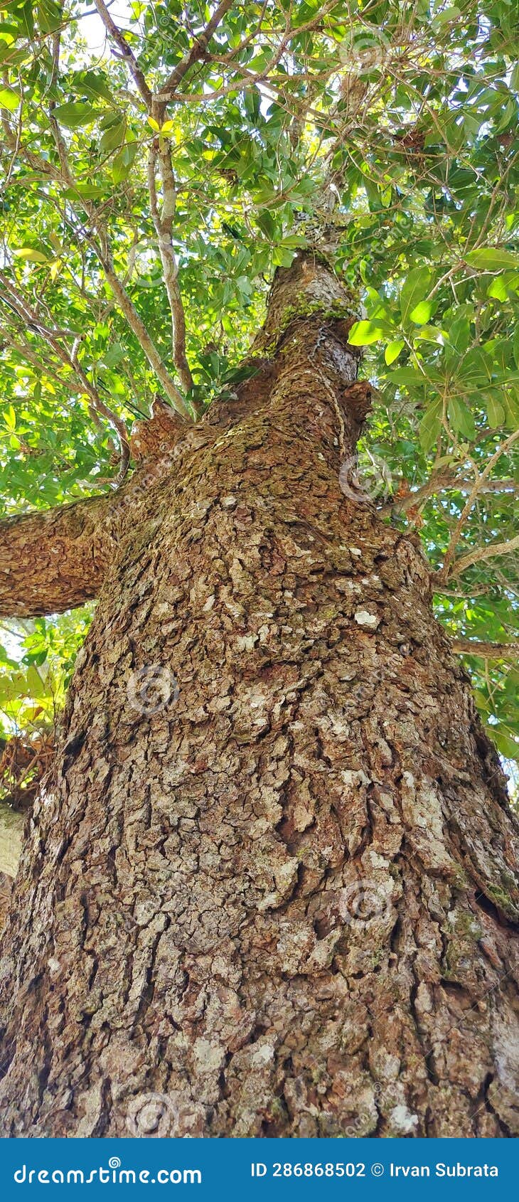 Mahogany Trees Towering with Shady Branches Stock Photo - Image of ...