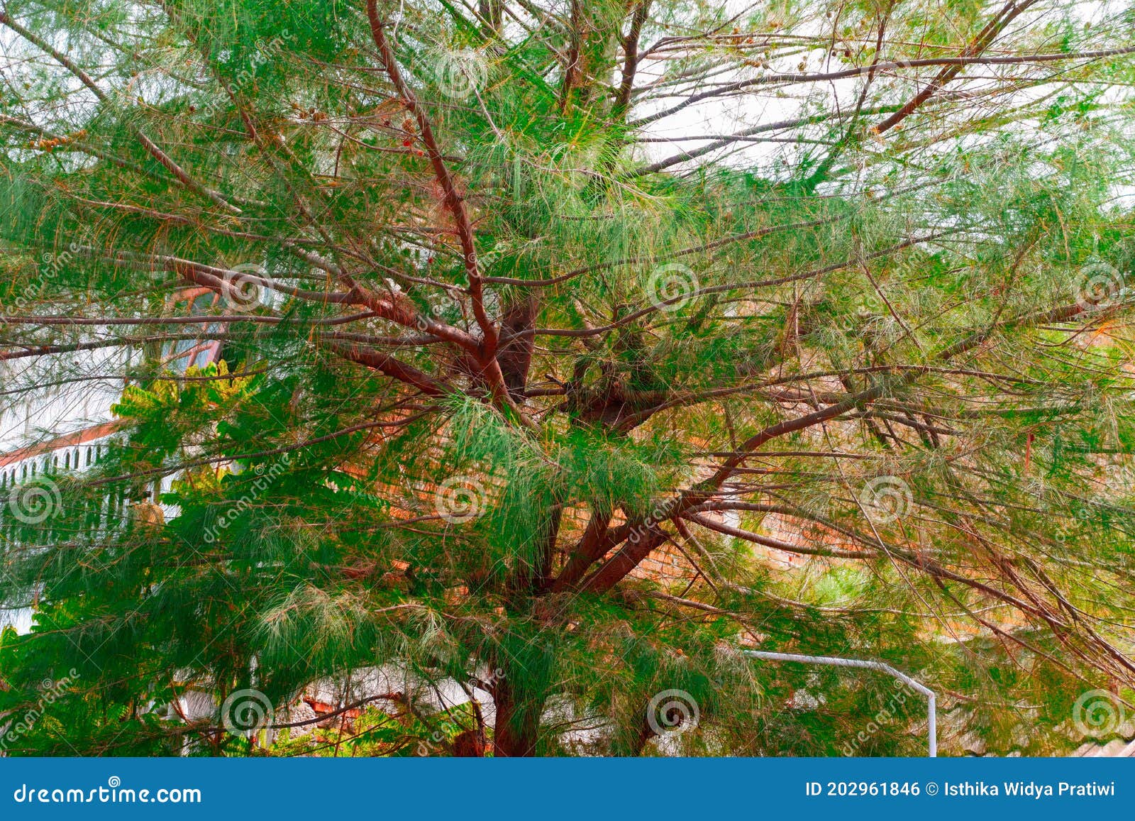 The mahoni tree stock photo. Image of tree, trees, landscape - 202961846