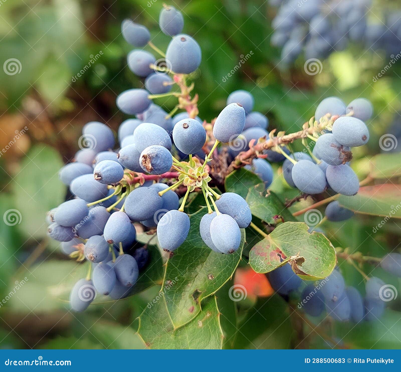Mahonia Aquifolium (Oregon Grape) Stock Image - Image of nature ...