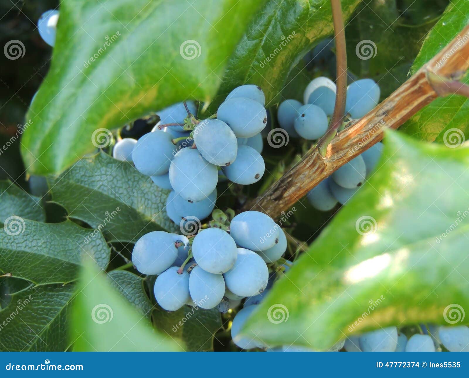 Mahonia stock photo. Image of fruits, berry, mahonia - 47772374