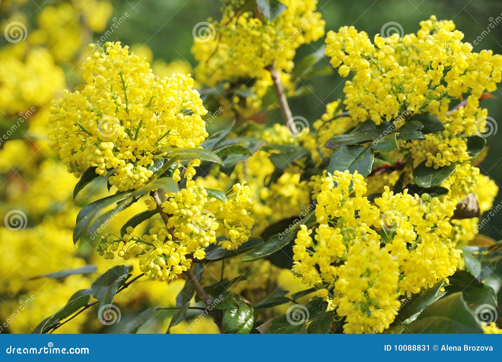 Mahonia blossom stock image. Image of growth, macro, branch - 10088831
