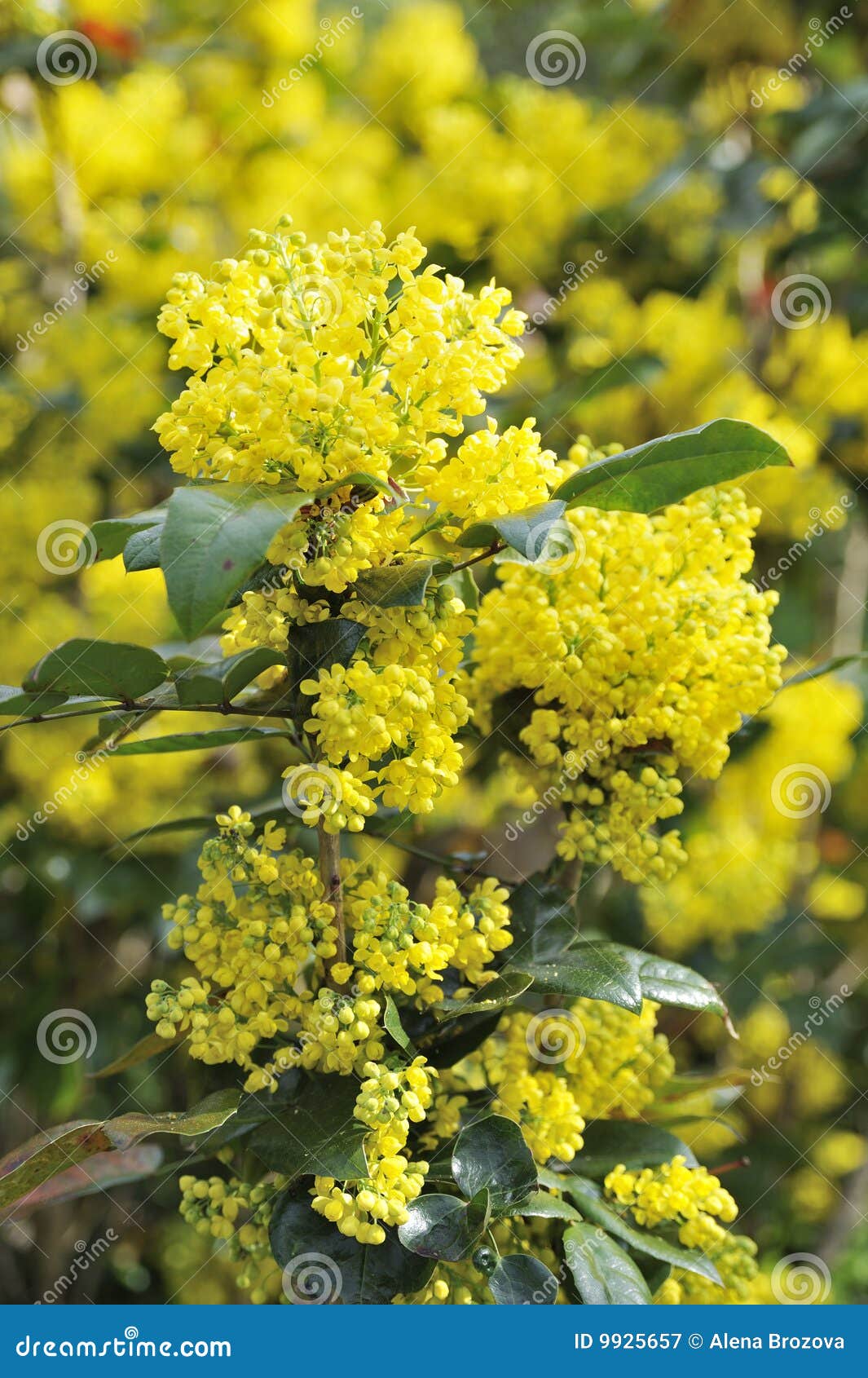 Mahonia blossom stock image. Image of green, flower, bush - 9925657