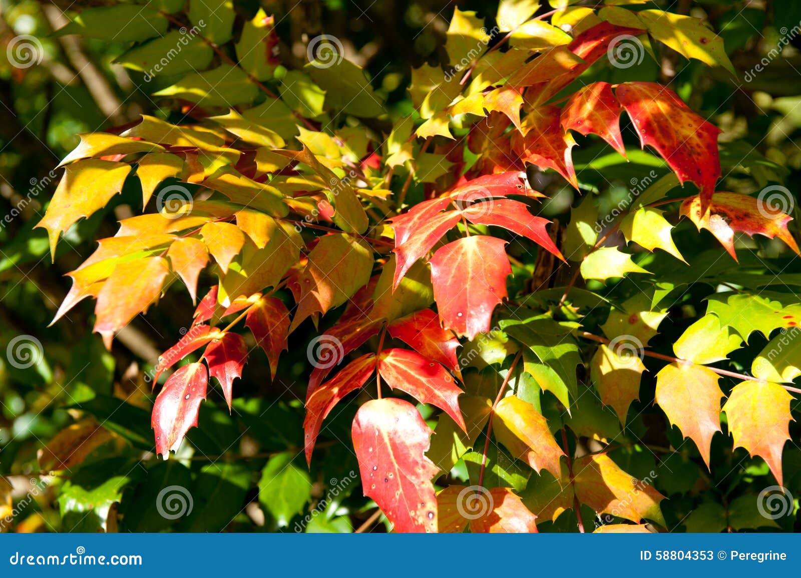 Mahonia leaves stock image. Image of beautiful, horizontal - 58804353