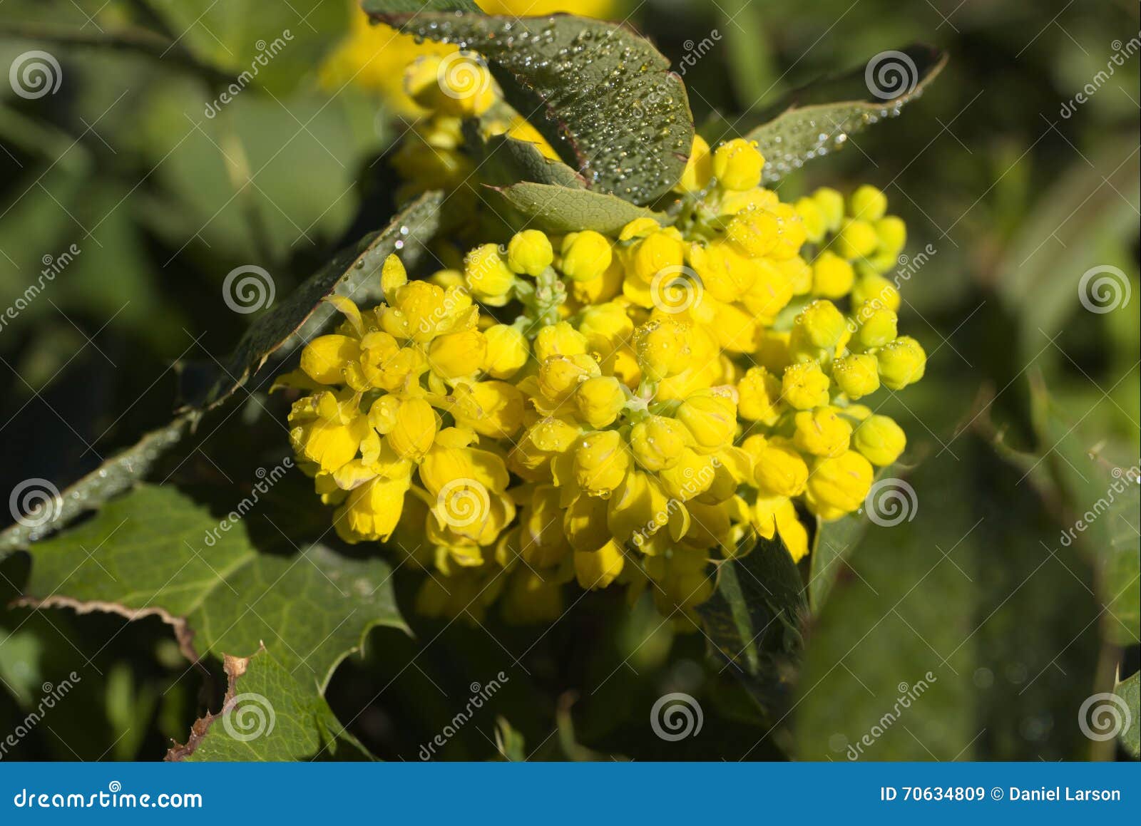 Mahonia Repens stock image. Image of mahonia, idaho, creeping - 70634809