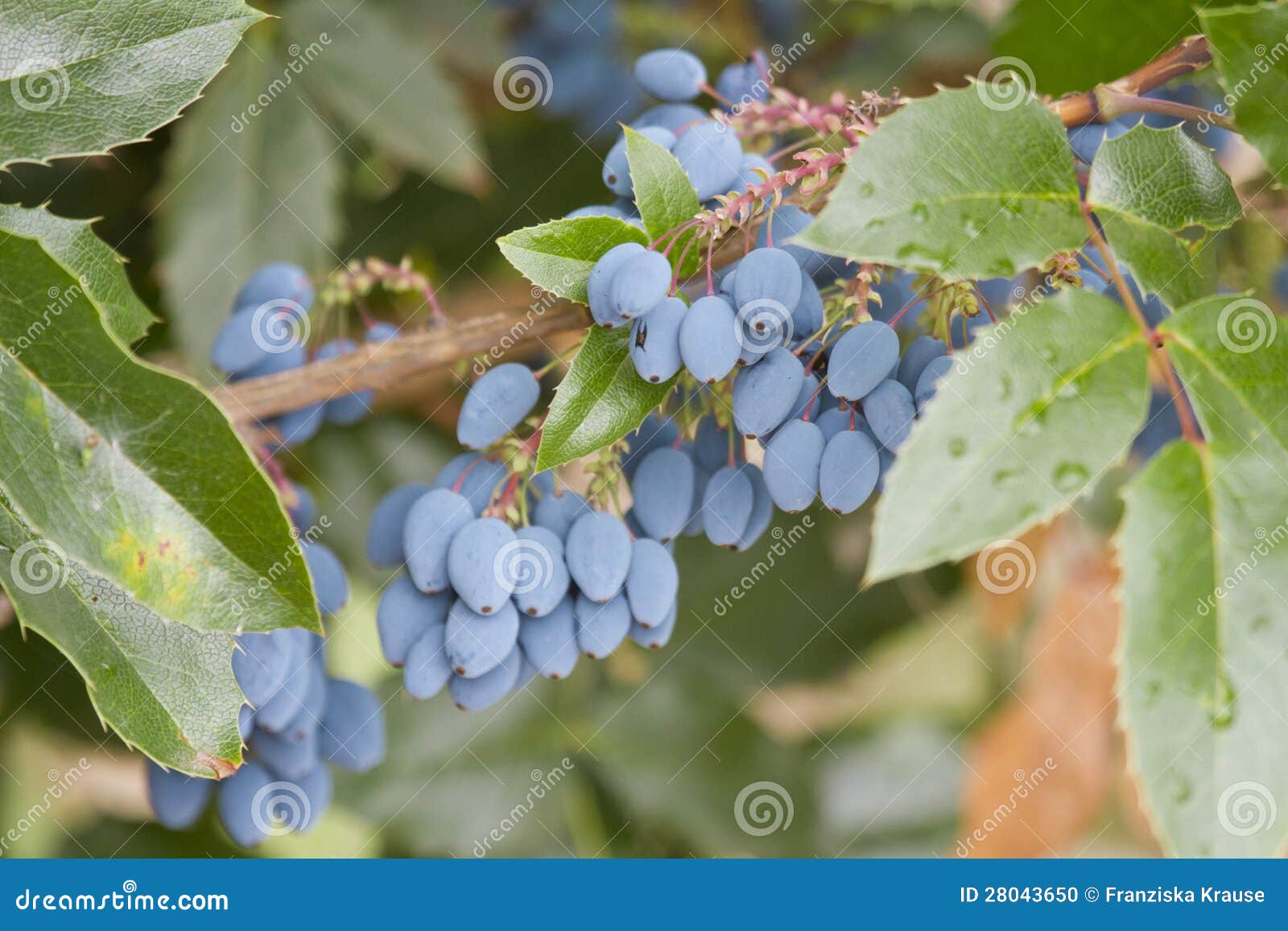 Mahonie- Mahonia Aquifolium Stock Photo - Image of aquifolium, grape ...