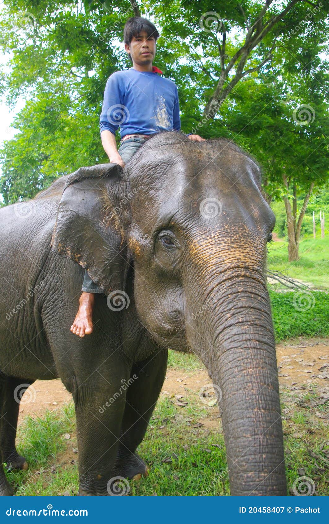 Mahout editorial photography. Image of attraction, sitting - 20458407