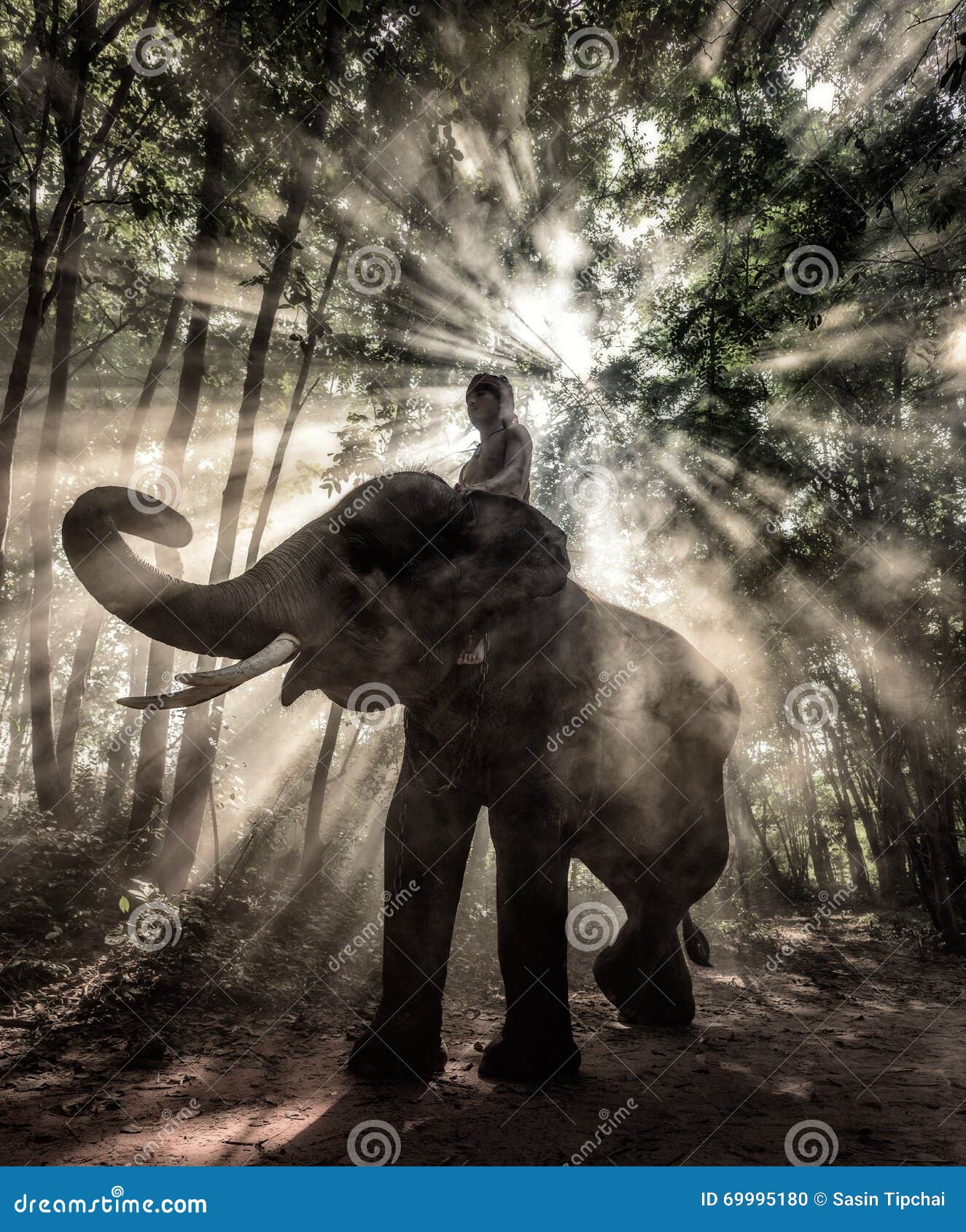 Mahout foto de stock. Imagem de cambodia, empregado, grande - 69995180
