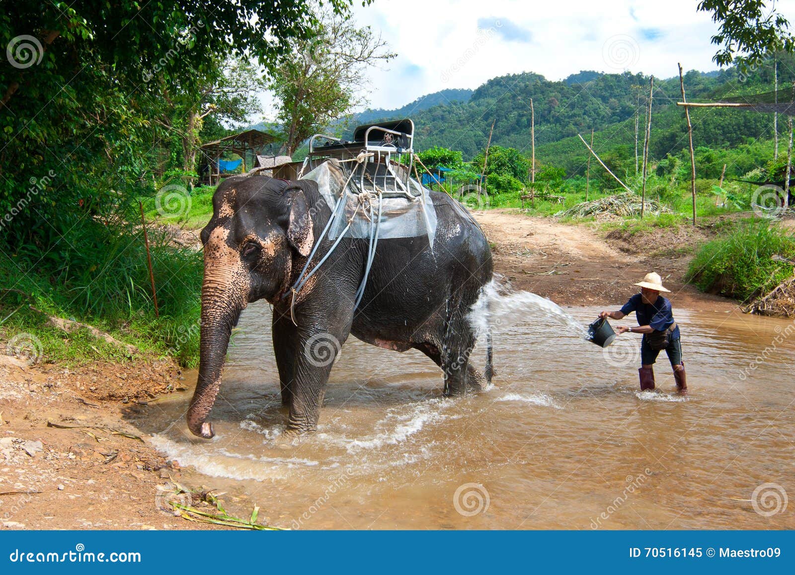 Mahout image éditorial. Image du thaïlande, oreilles - 70516145