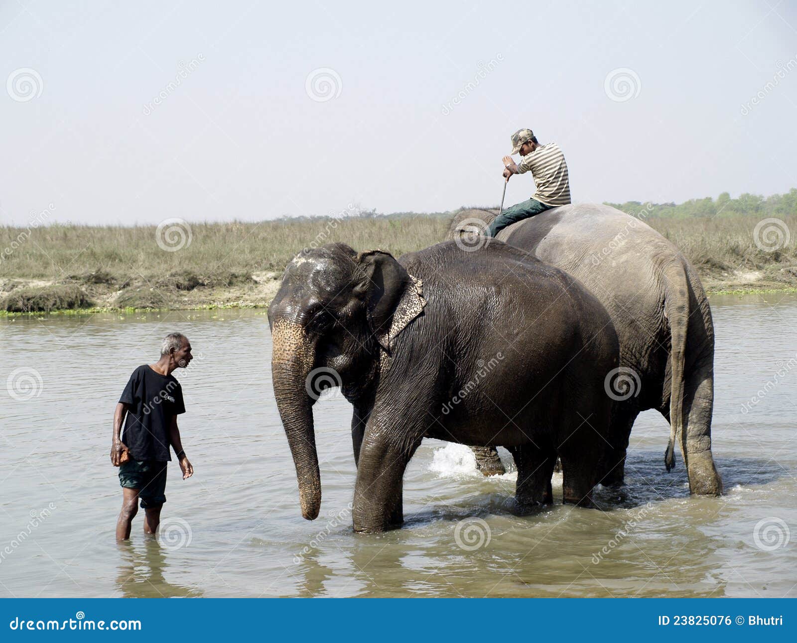Mahout and Elephant editorial photo. Image of bathing - 23825076