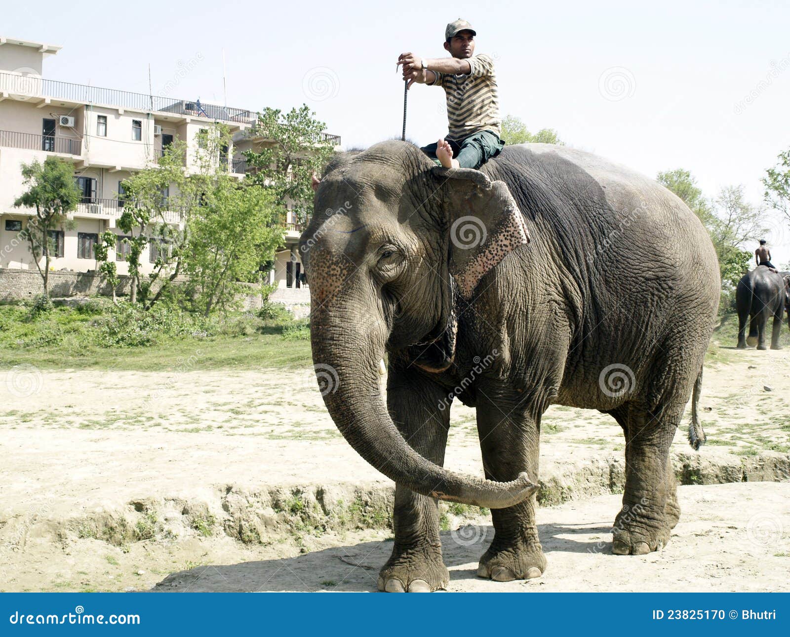 Mahout in Elephant editorial image. Image of mammal, washing - 23825170