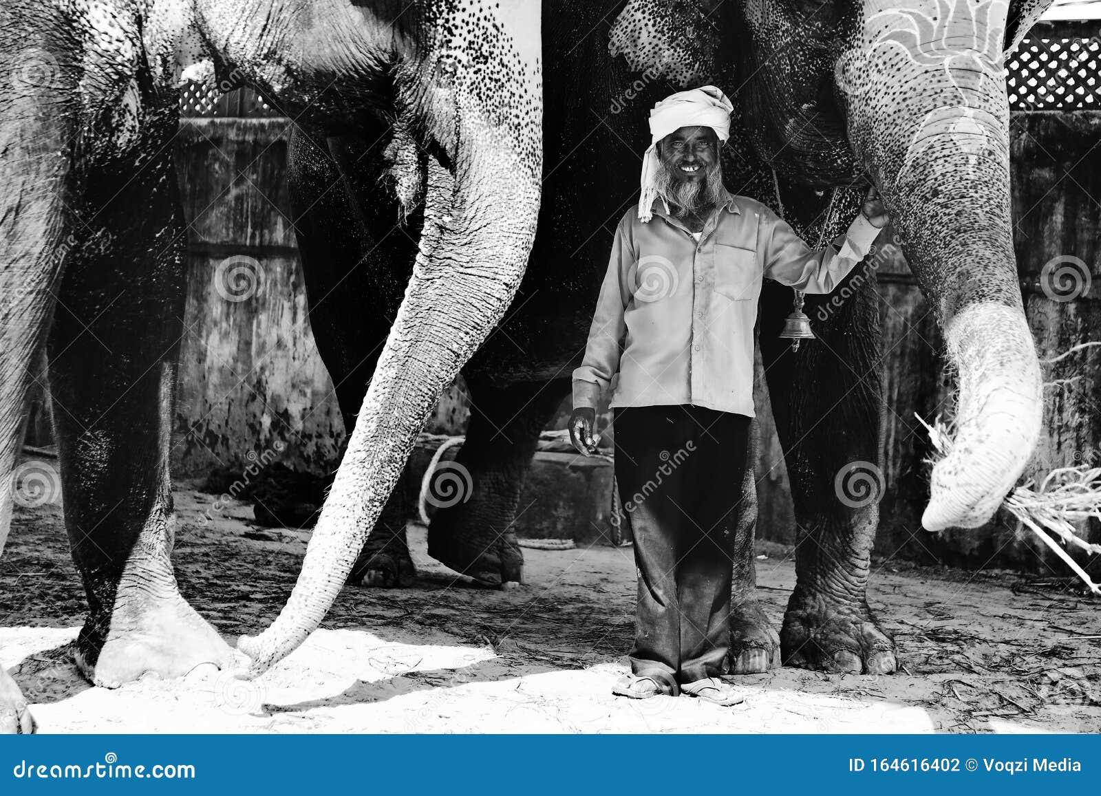 Mahout with His Elephant in Rajasthan. Editorial Photography - Image of ...