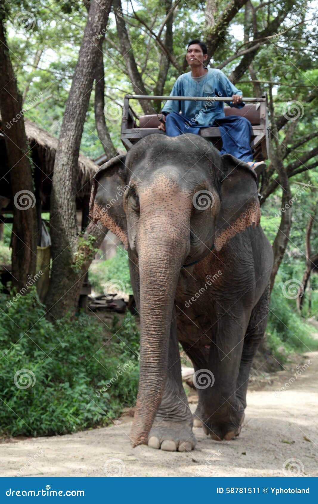 Mahout rides his elephant editorial photo. Image of mammal - 58781511