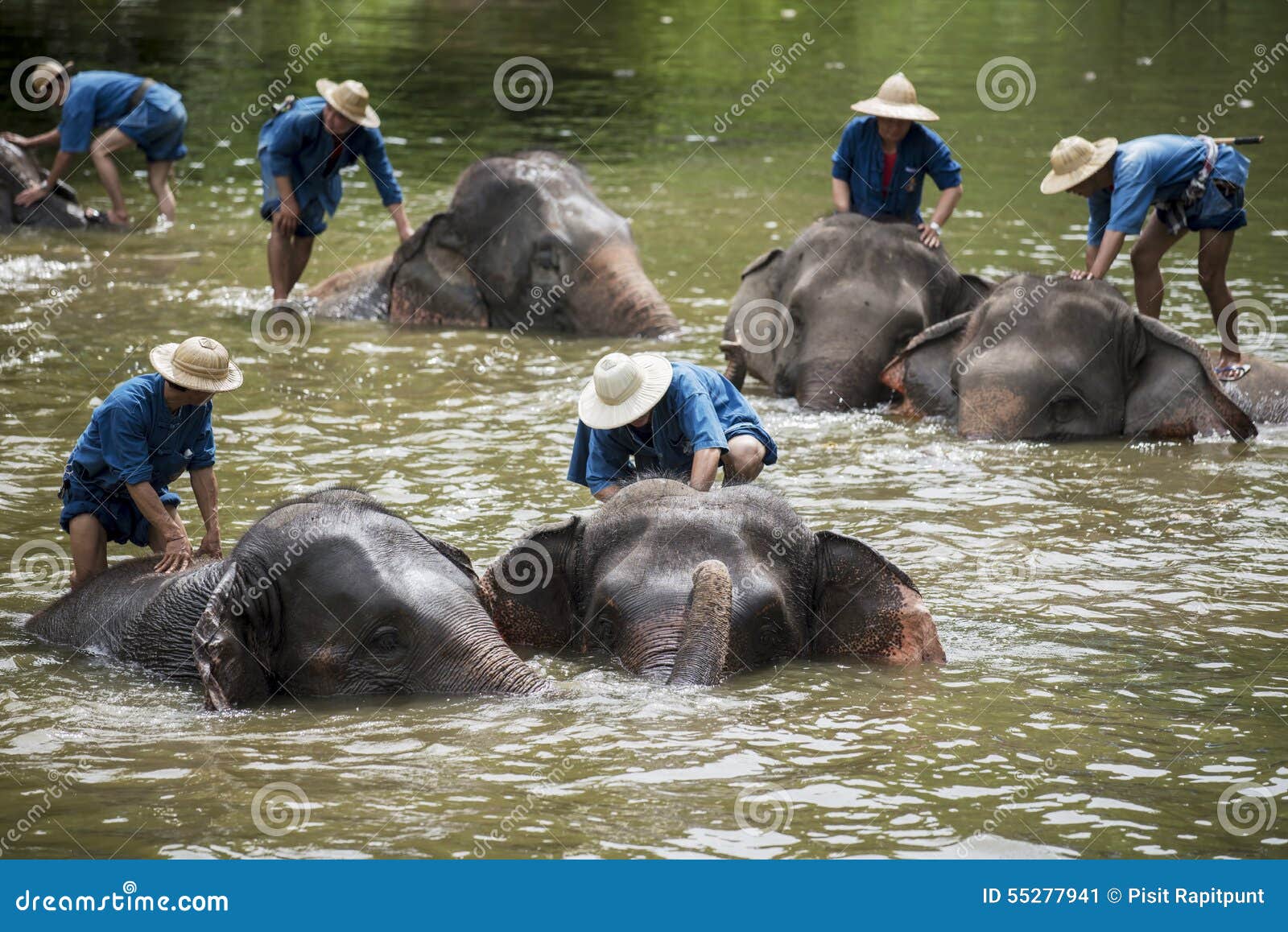 Mahouts Bath and Clean the Elephants in the River Editorial Photo ...