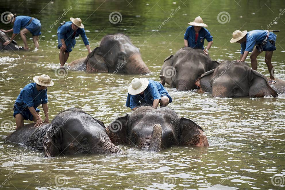 Mahouts Bath and Clean the Elephants in the River Editorial Photo ...