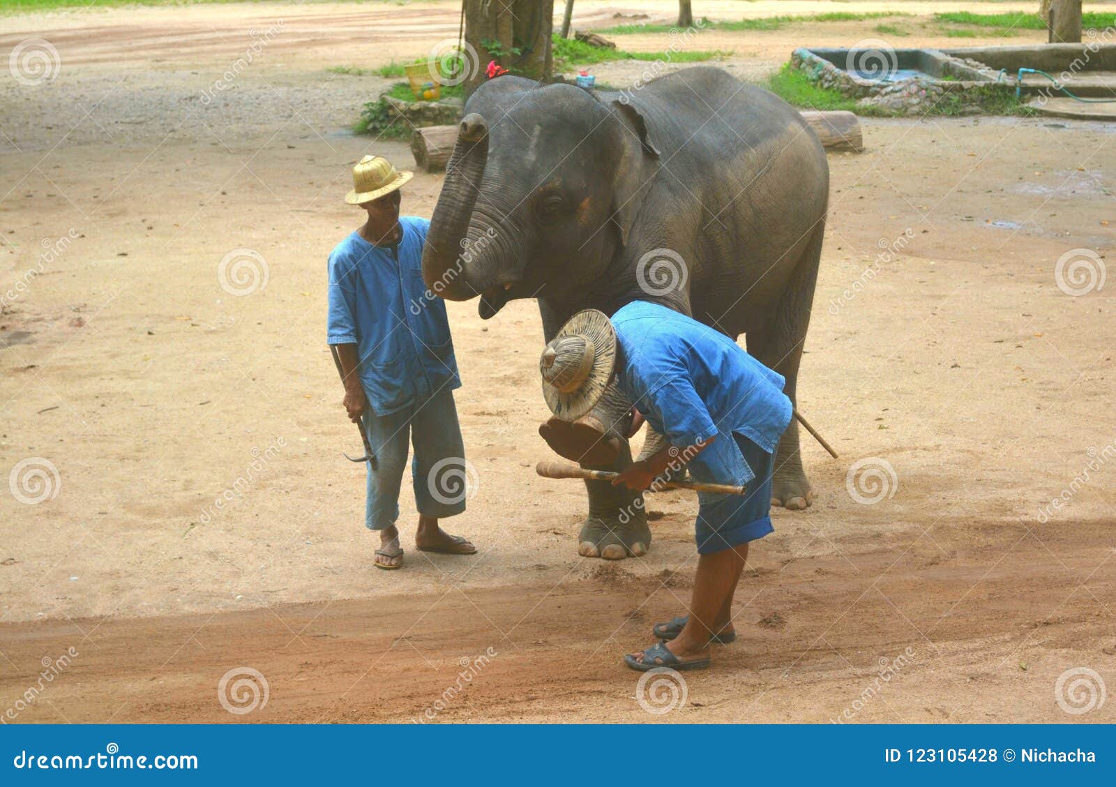 Team of the Elephant Shows editorial stock photo. Image of thai - 123105428