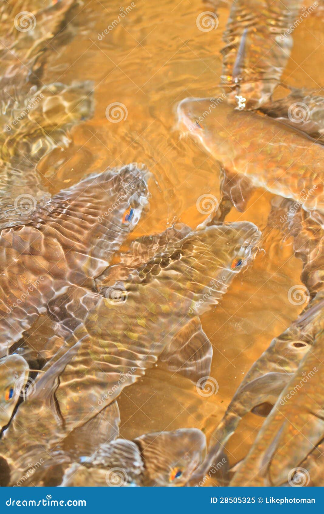 Swamp Barb Or Puthi Of Bangladesh On Banana Stem In Studio. Swamp Barb ...