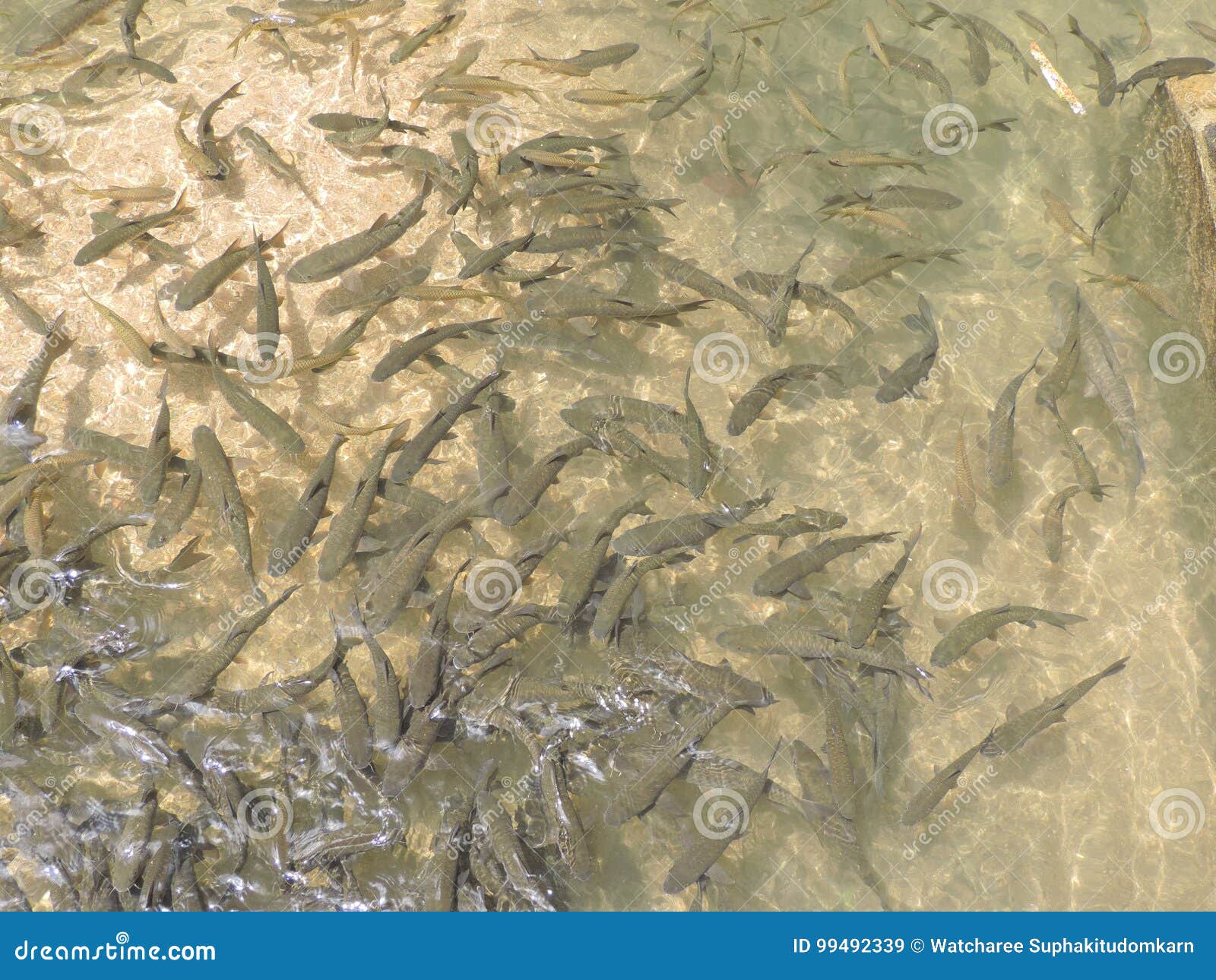 Mahseer barb fish. stock image. Image of herd, aquatic - 99492339