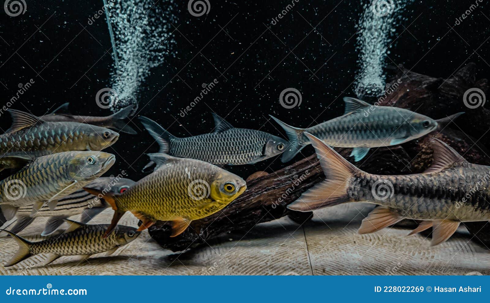 Mahseer Fish in the Aquarium Stock Image - Image of mahseer, fish ...