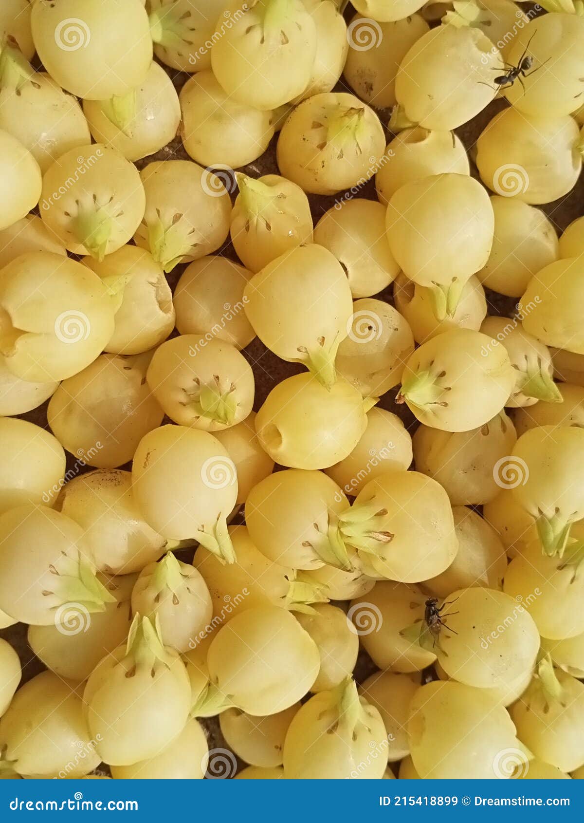 Fallen Sea Mahua Tree With Limestone Rocks And Sandy Beach - Remains Of ...