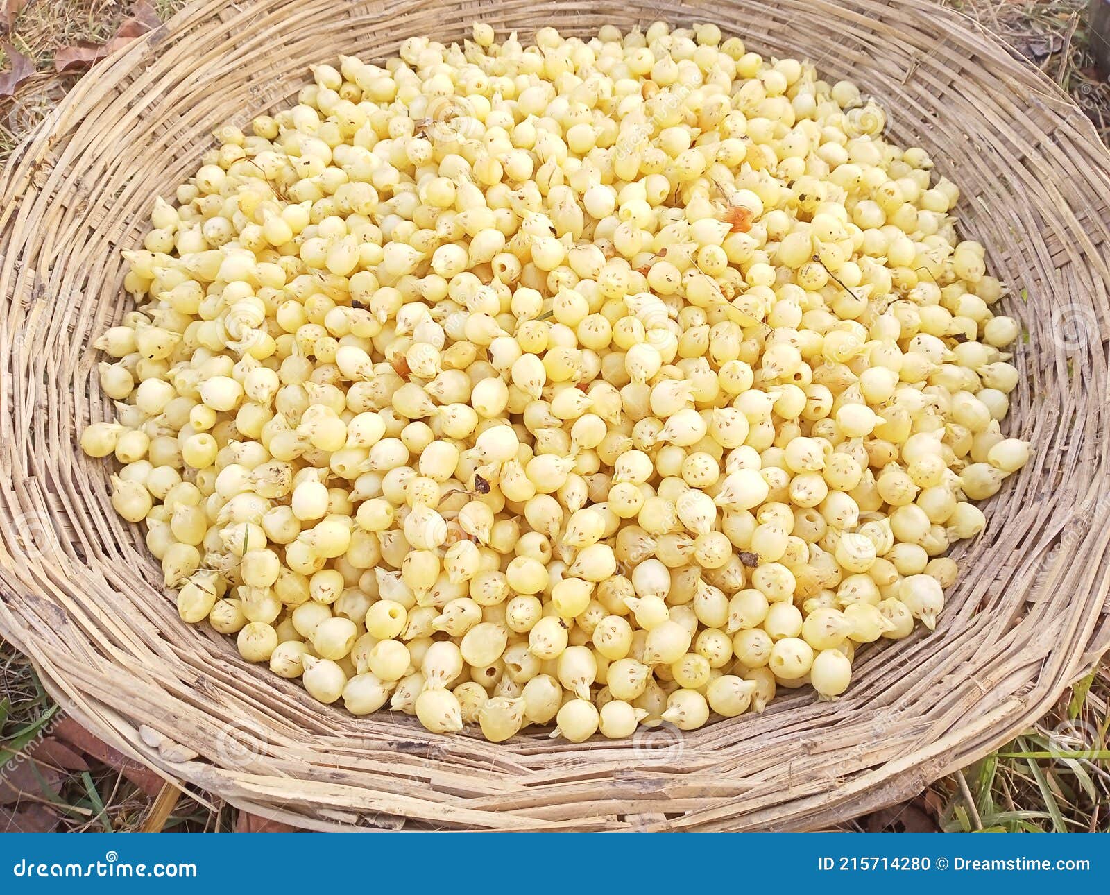 Mahua Madhua Longifolia in the Basket Stock Photo - Image of crop ...