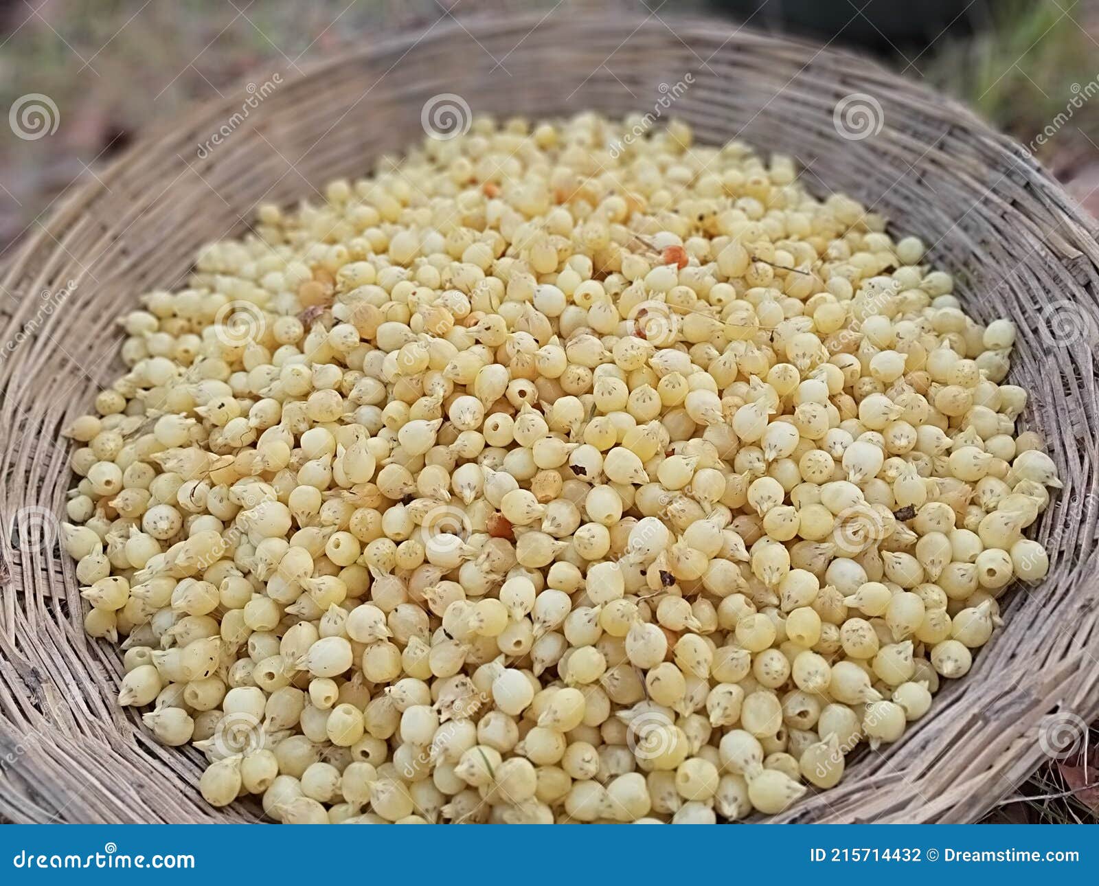 Mahua Madhua Longifolia in the Basket Stock Photo - Image of crop ...