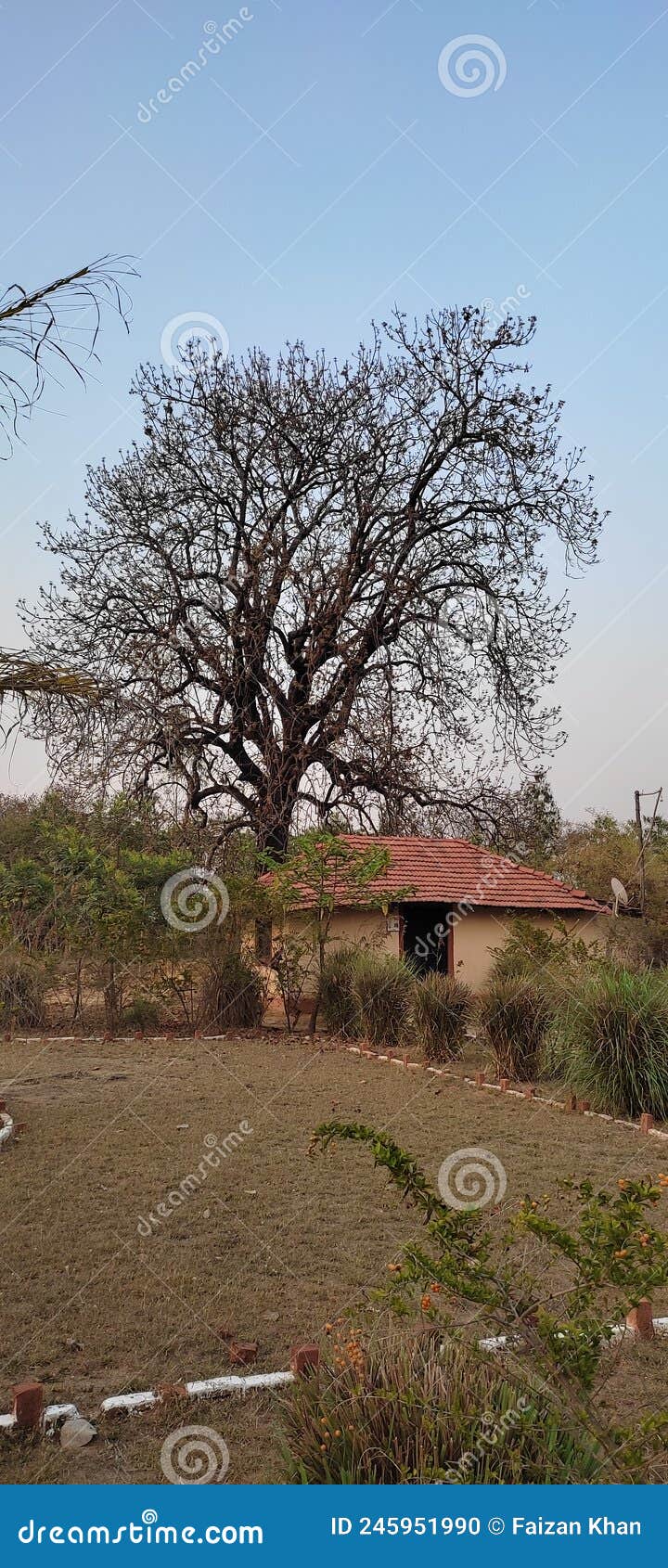 Mahua Tree and a Jungle Cottage Stock Photo - Image of autumn, branch ...