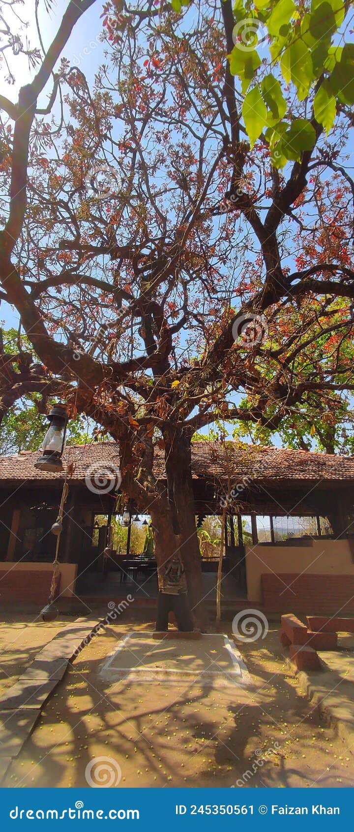 Mahua Tree and it S Shadows Stock Image - Image of woodland, park ...