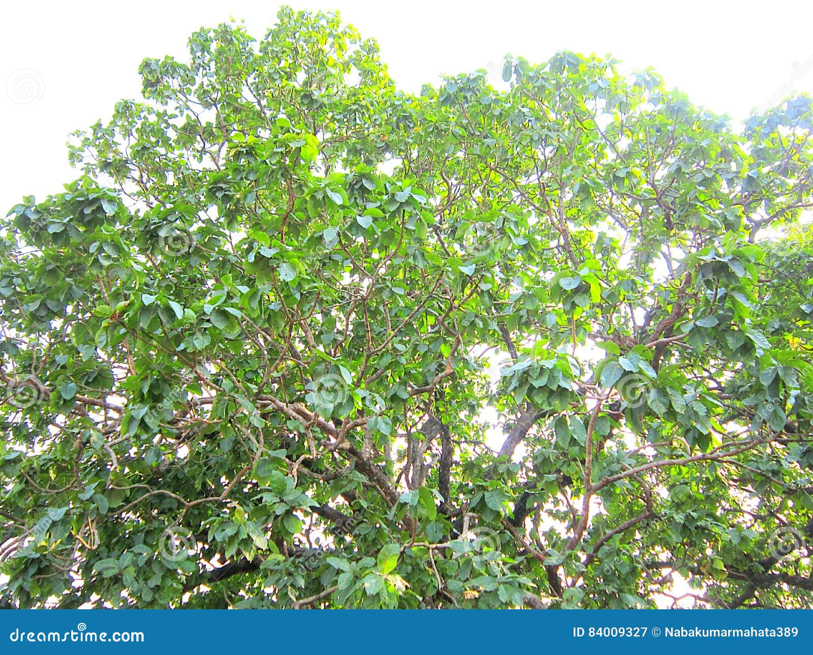Mahua tree stock image. Image of mahua, plant, leaves - 84009327