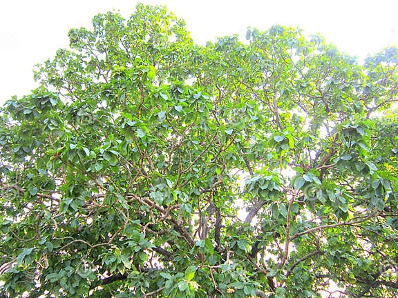 Mahua tree stock image. Image of mahua, plant, leaves - 84009327