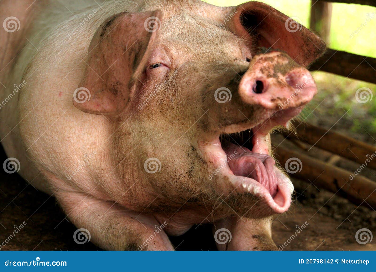 Maiale fotografia stock. Immagine di enorme, divertimento - 20798142